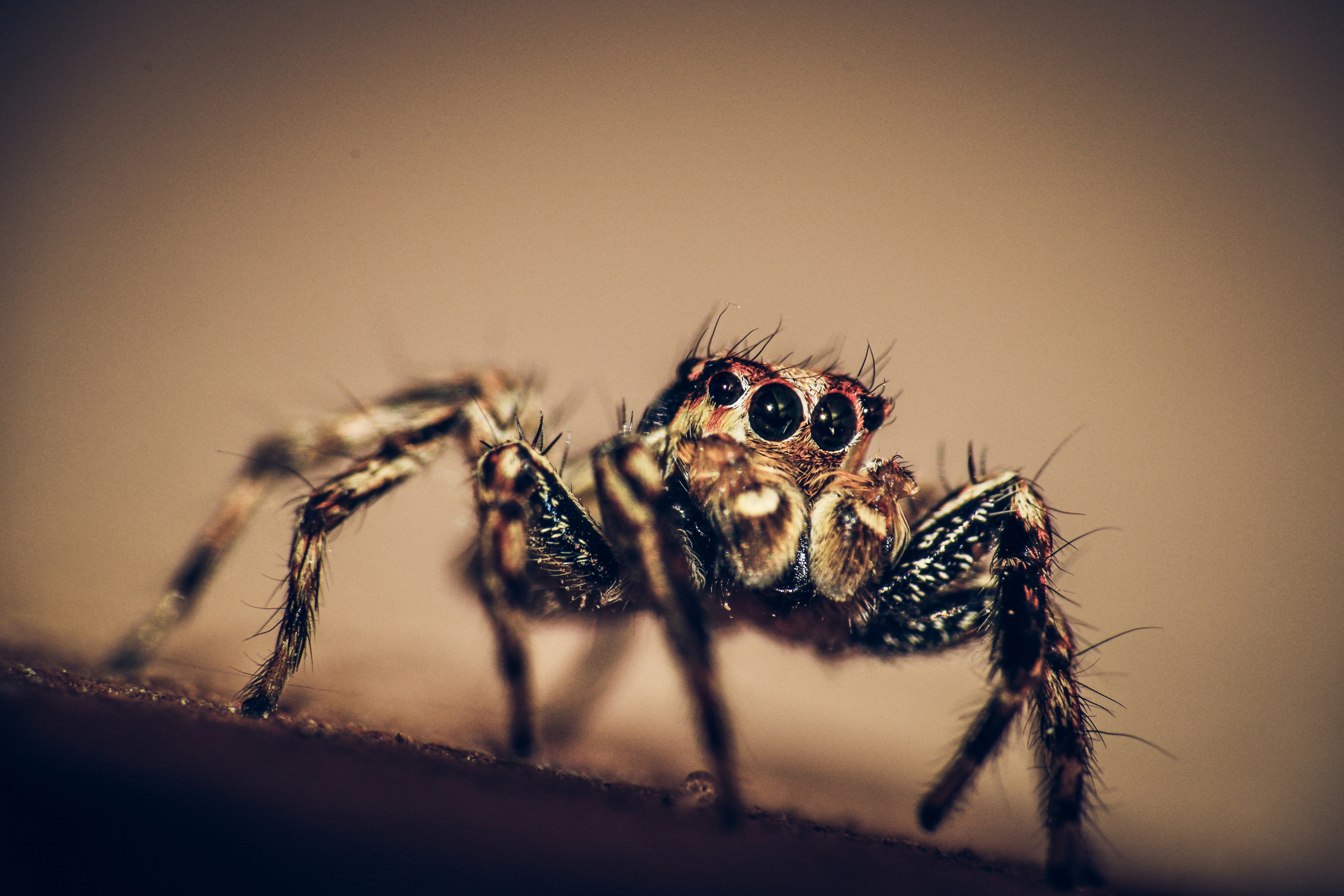 A dark macro shot of selective focus of a Green and Brown jumping spider on a wooden surface with big jewel eyes.