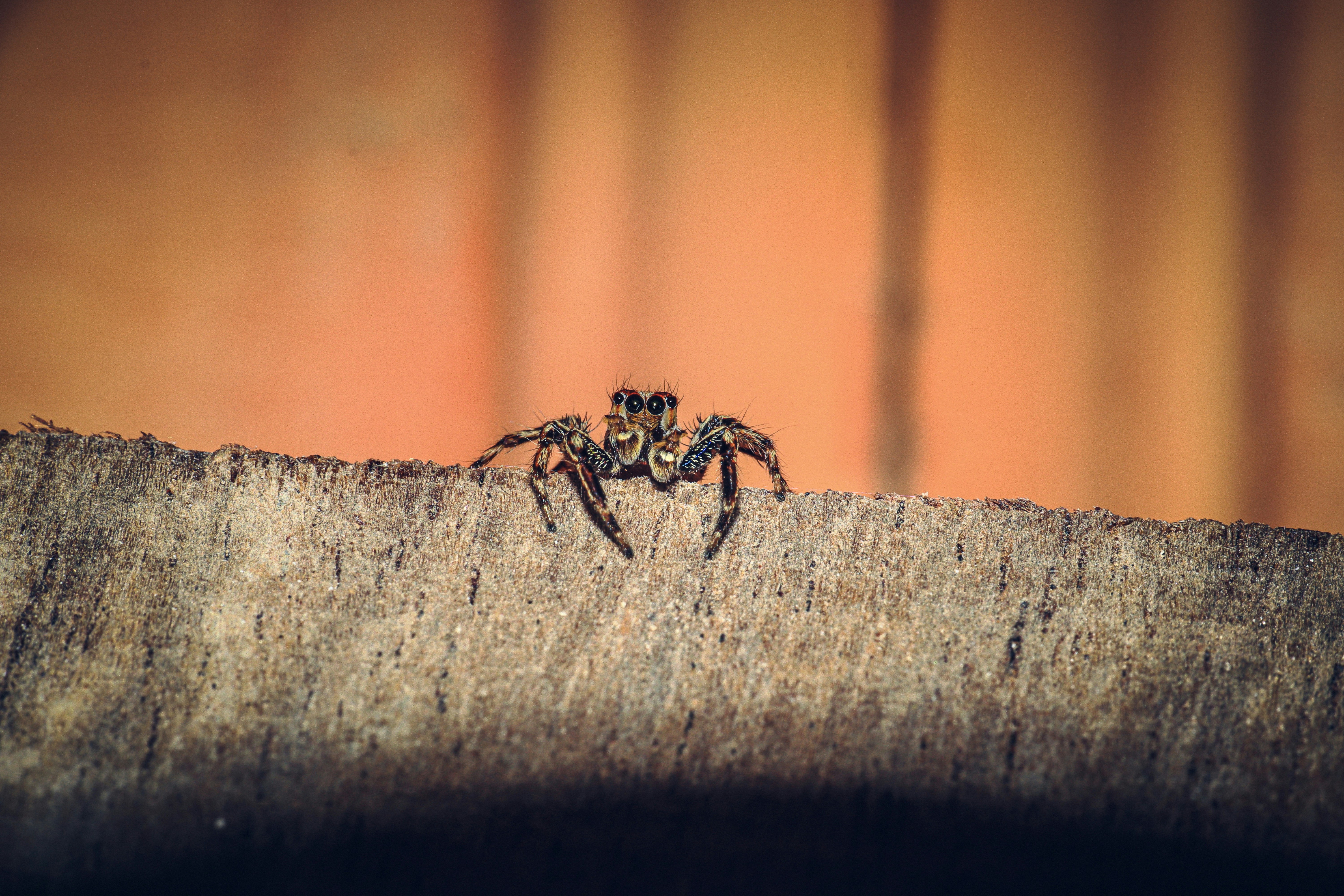 A dark macro shot of selective focus of a Green and Brown jumping spider on a wooden surface with big jewel eyes.