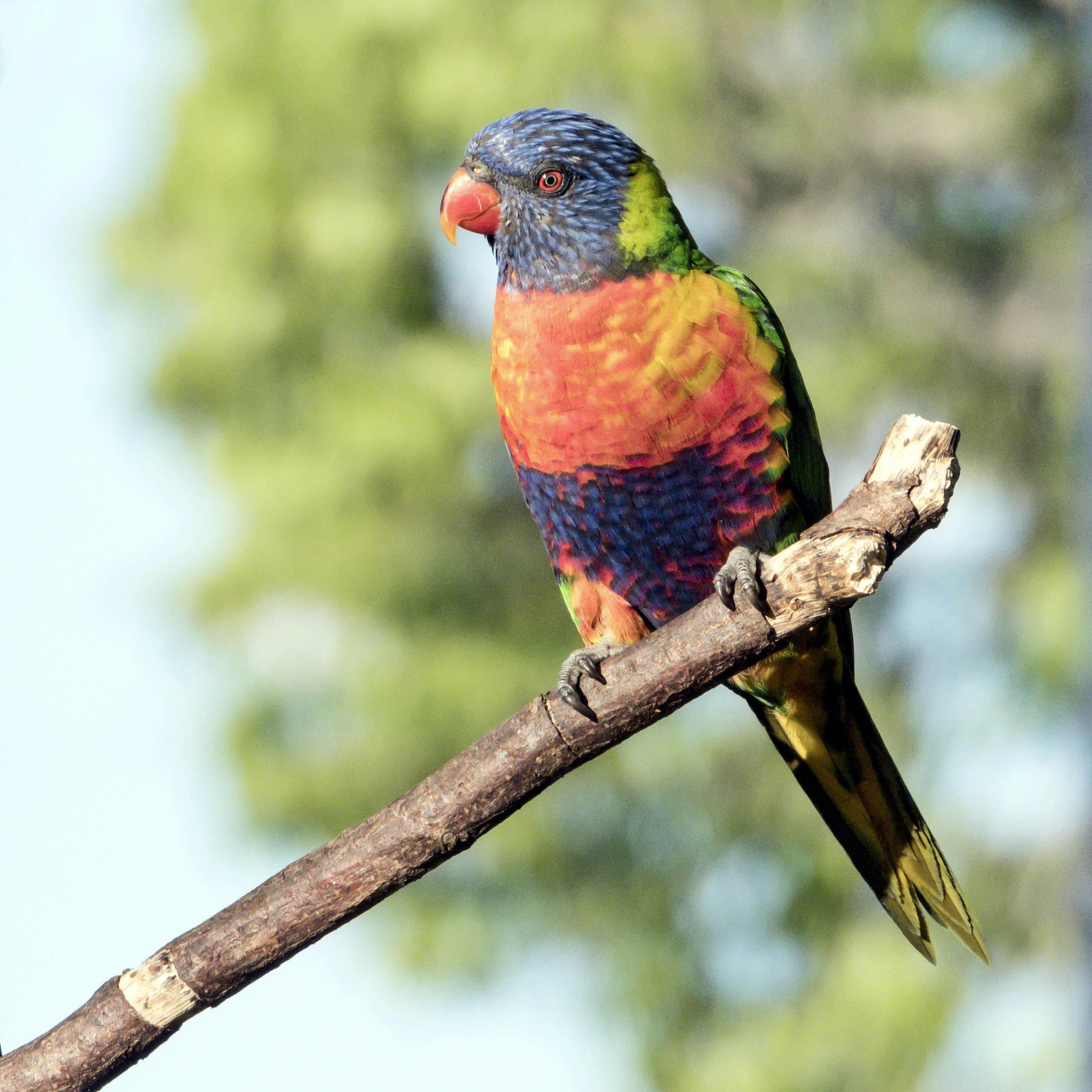Photograph of a rainbow lorikeet perched on a weathered branch against a soft green background. The vivid plumage pops in natural light, emphasizing the bird's confident pose.