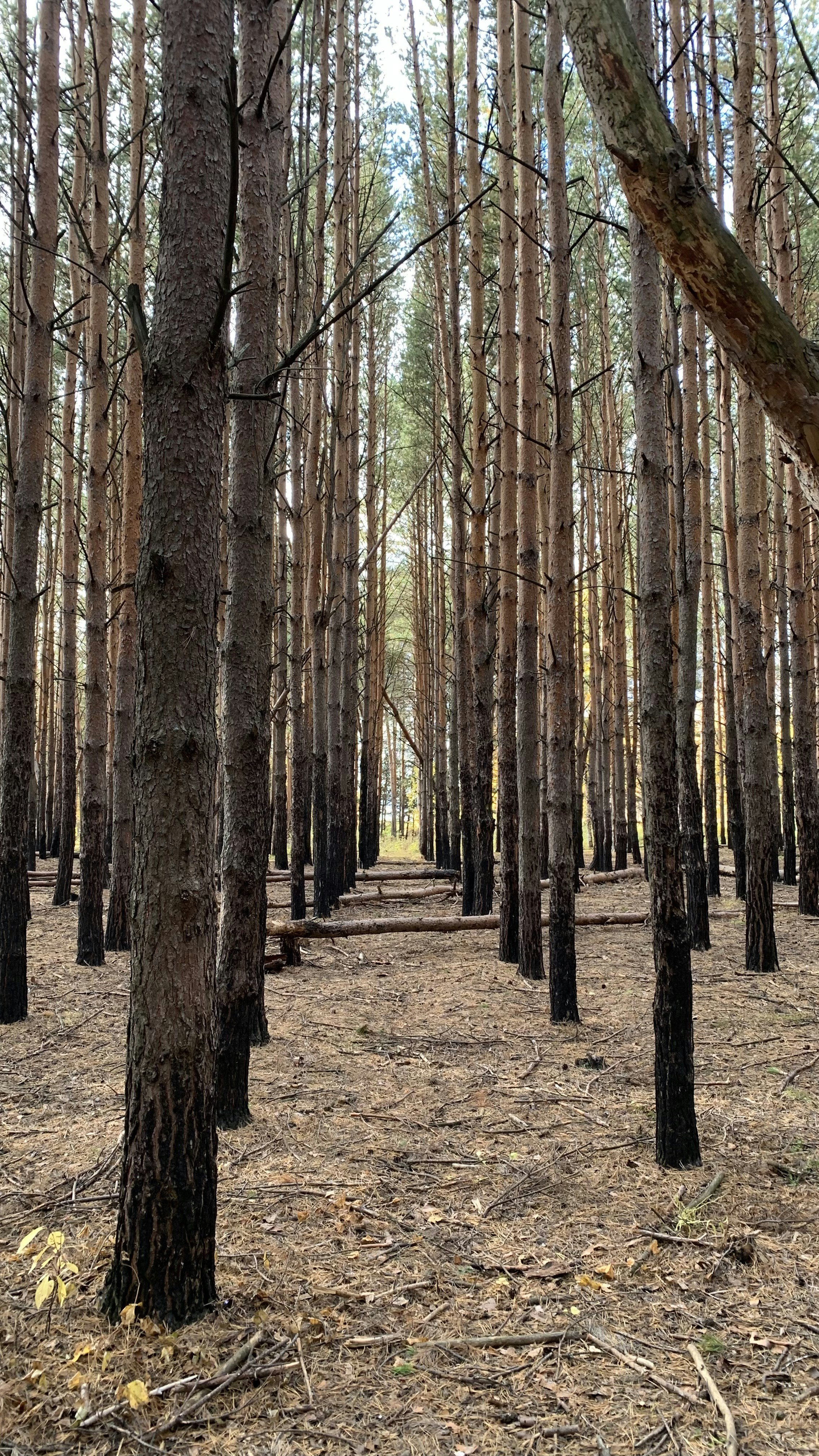 Pine forest.