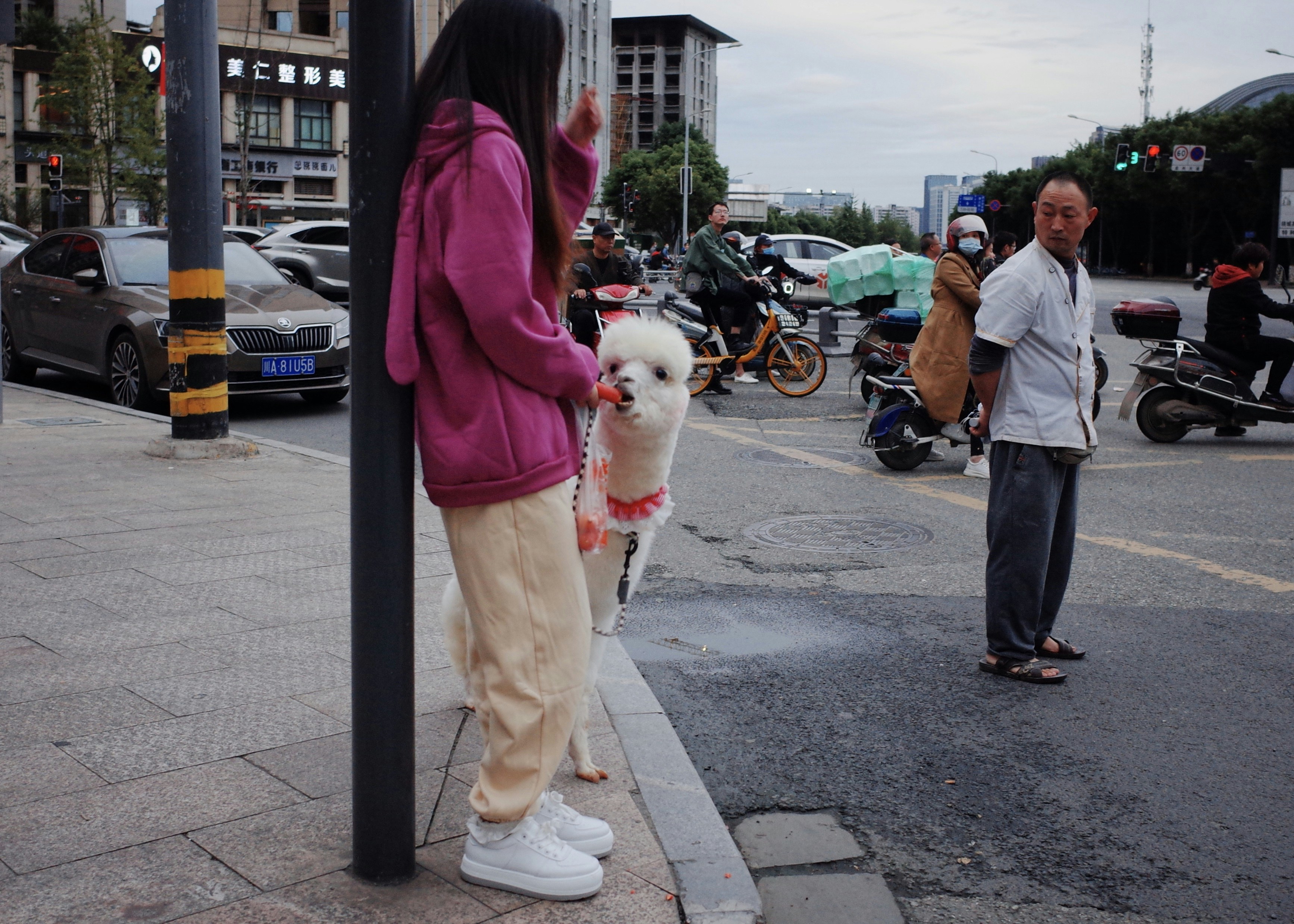 Cozy Pause at a Busy Street: Pink Hoodie and a White Poodle