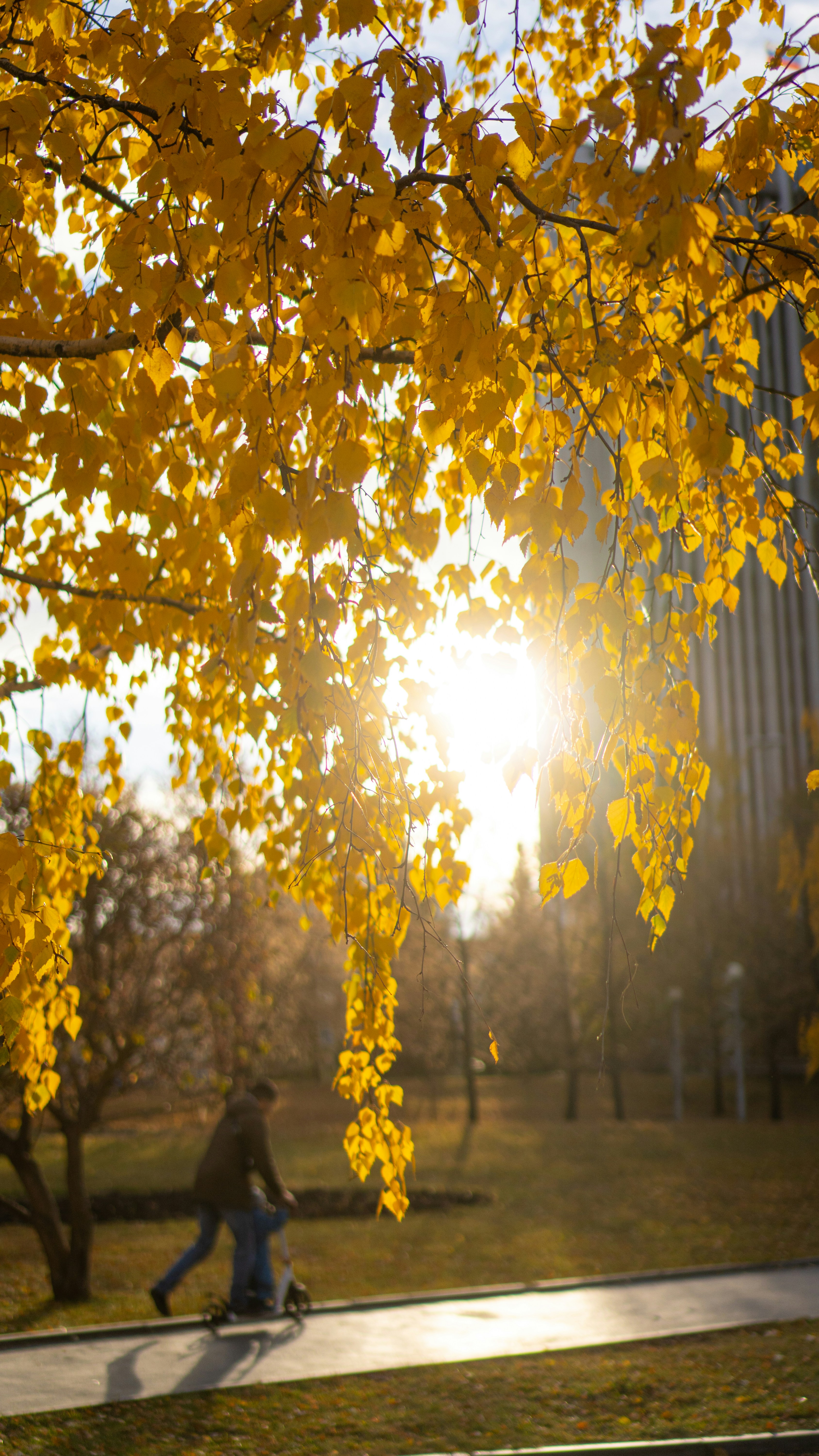 Sunlit Golden Canopy Framing a Serene Park Path