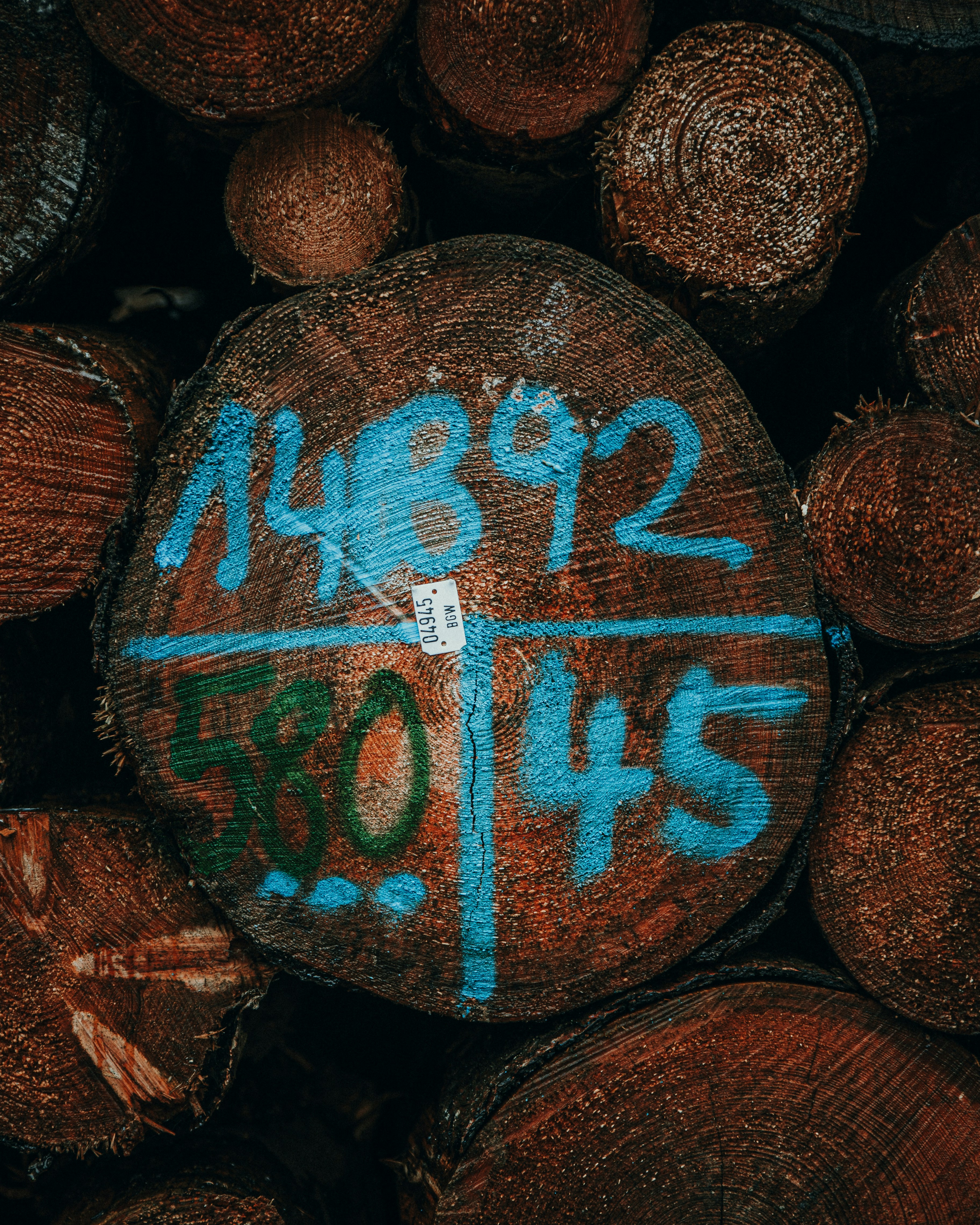 Painted timber crosshatch on log slice in a stack of felled rounds