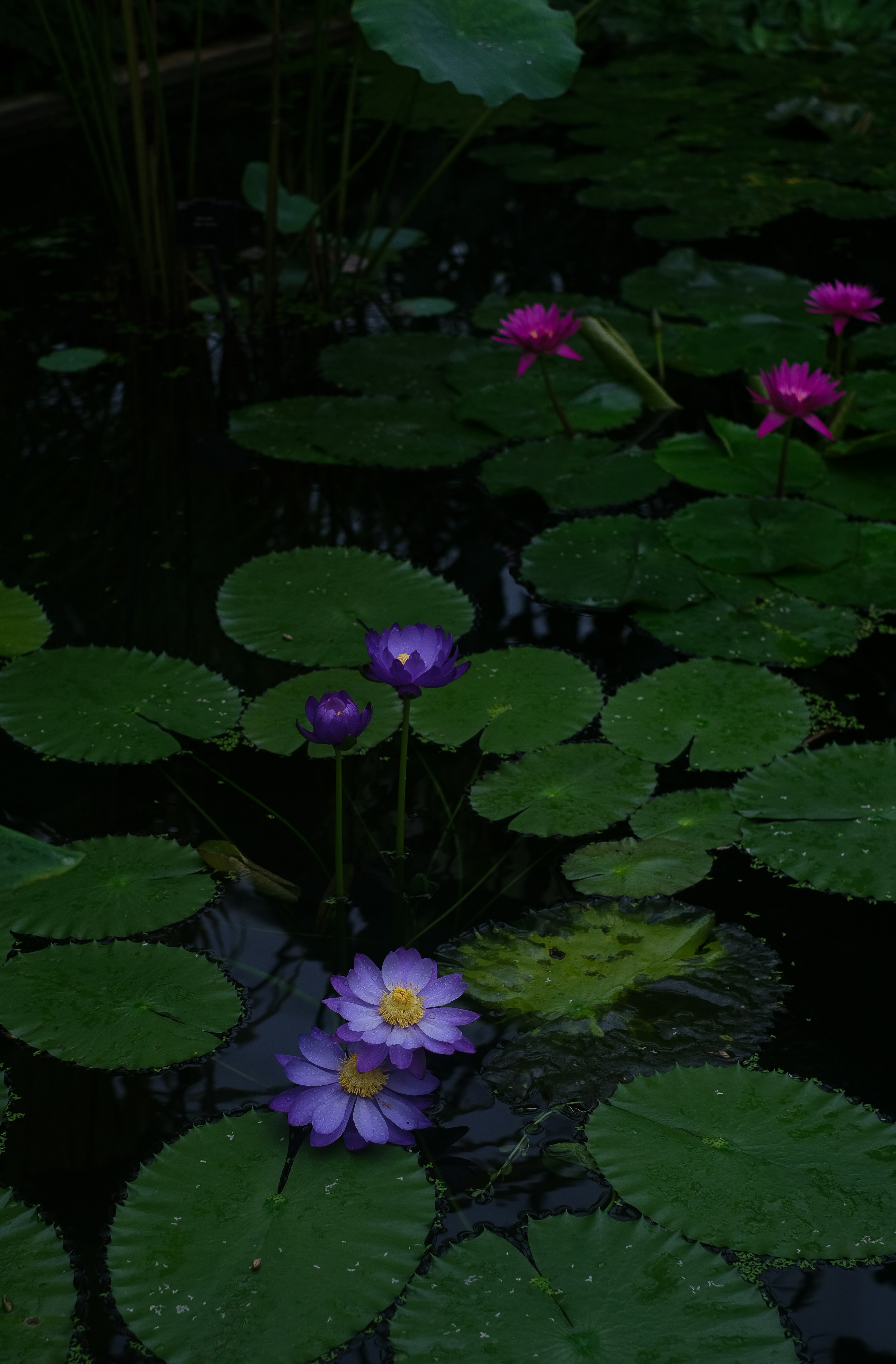 purple water lilies in a pond with lily pads
