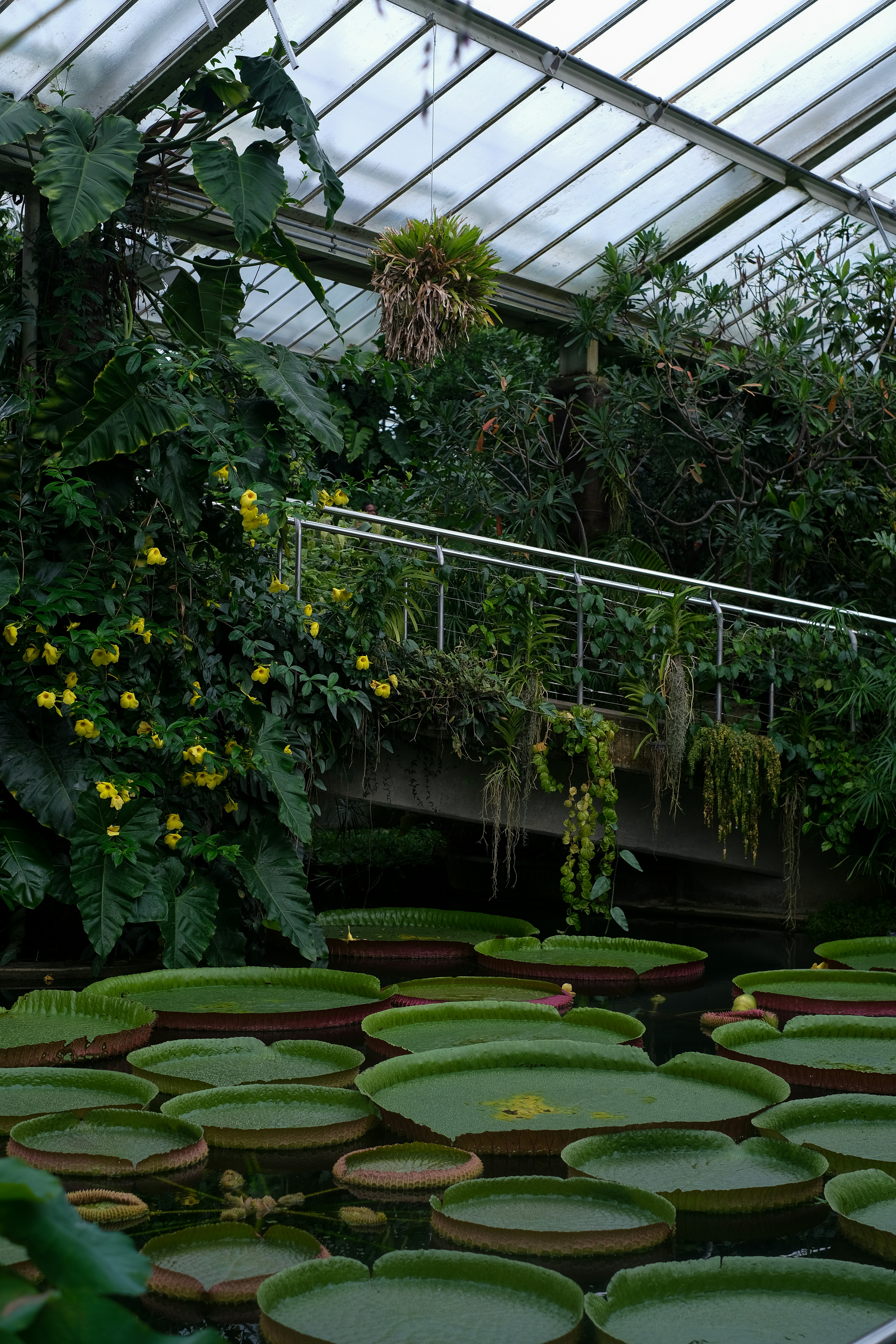 Glasshouse Reverie: Lily Pads Along a Tropical Pond