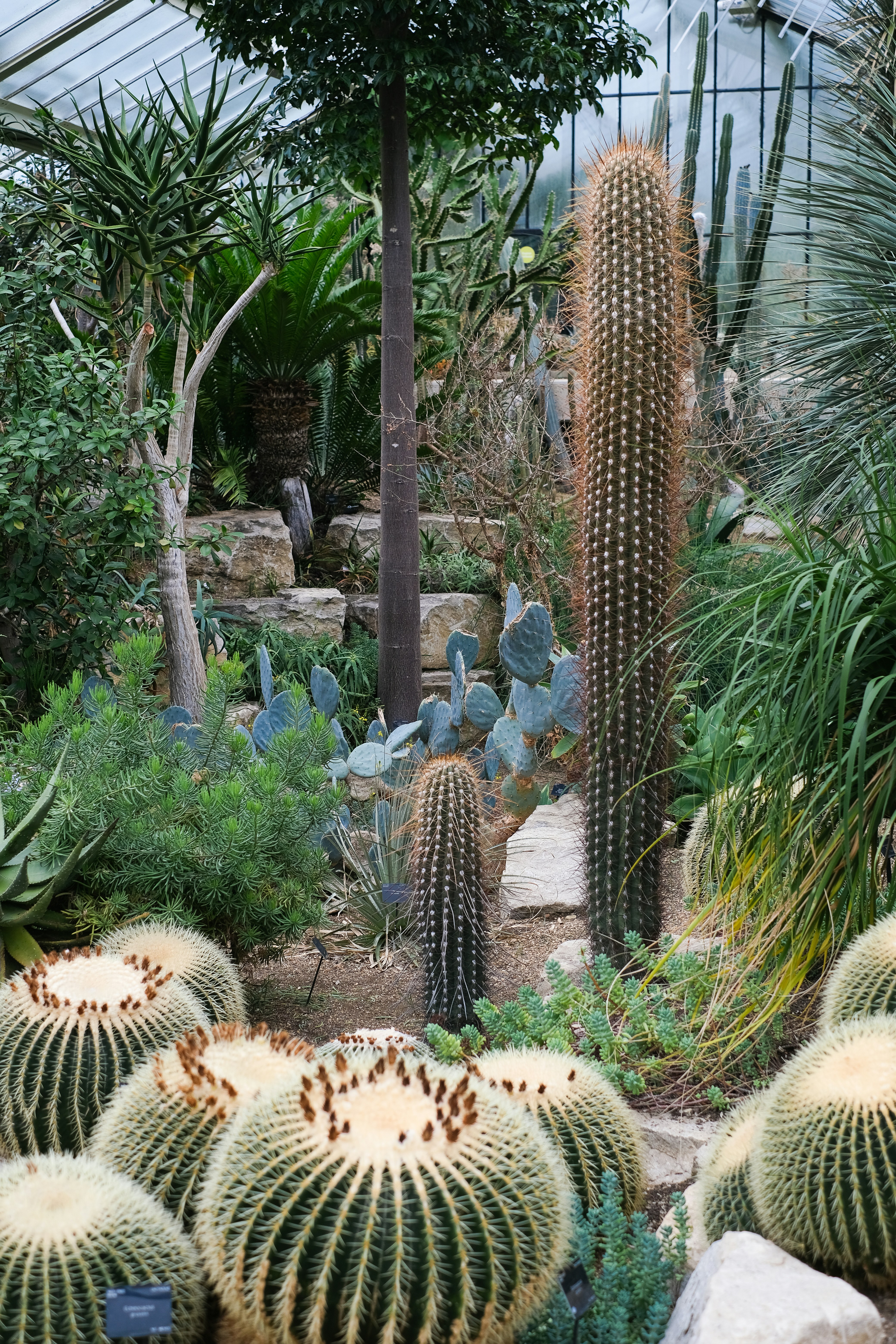 a group of cactus plants in a garden