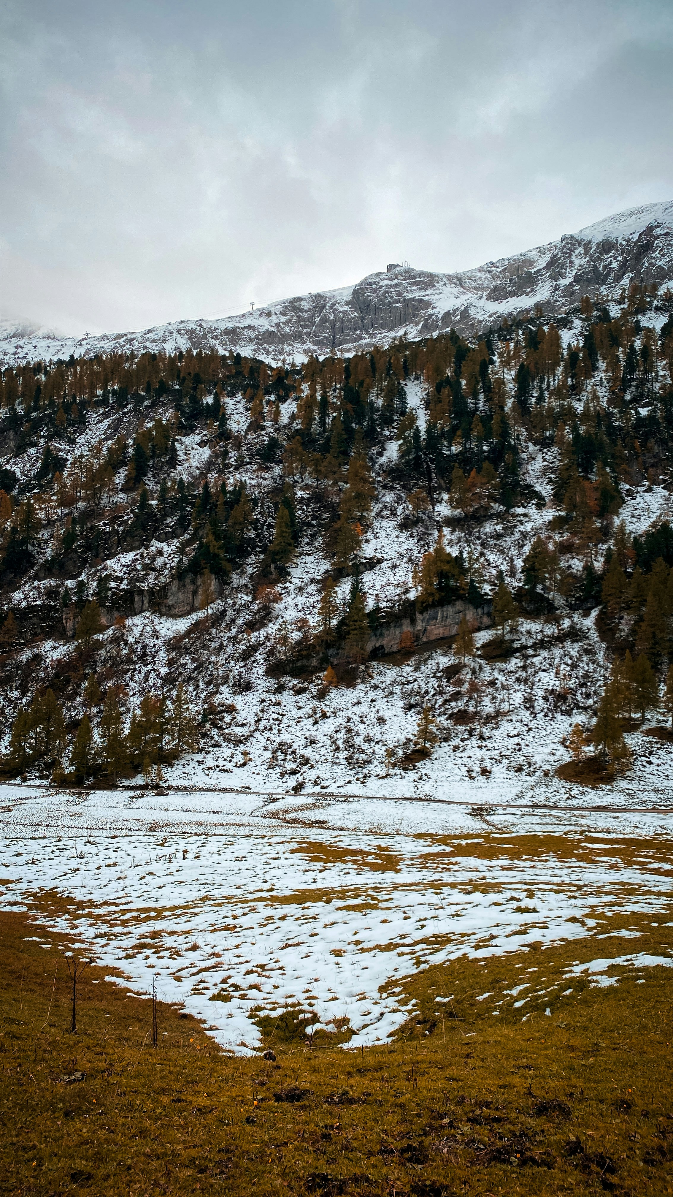 Snow Veil Over a Pine Slope