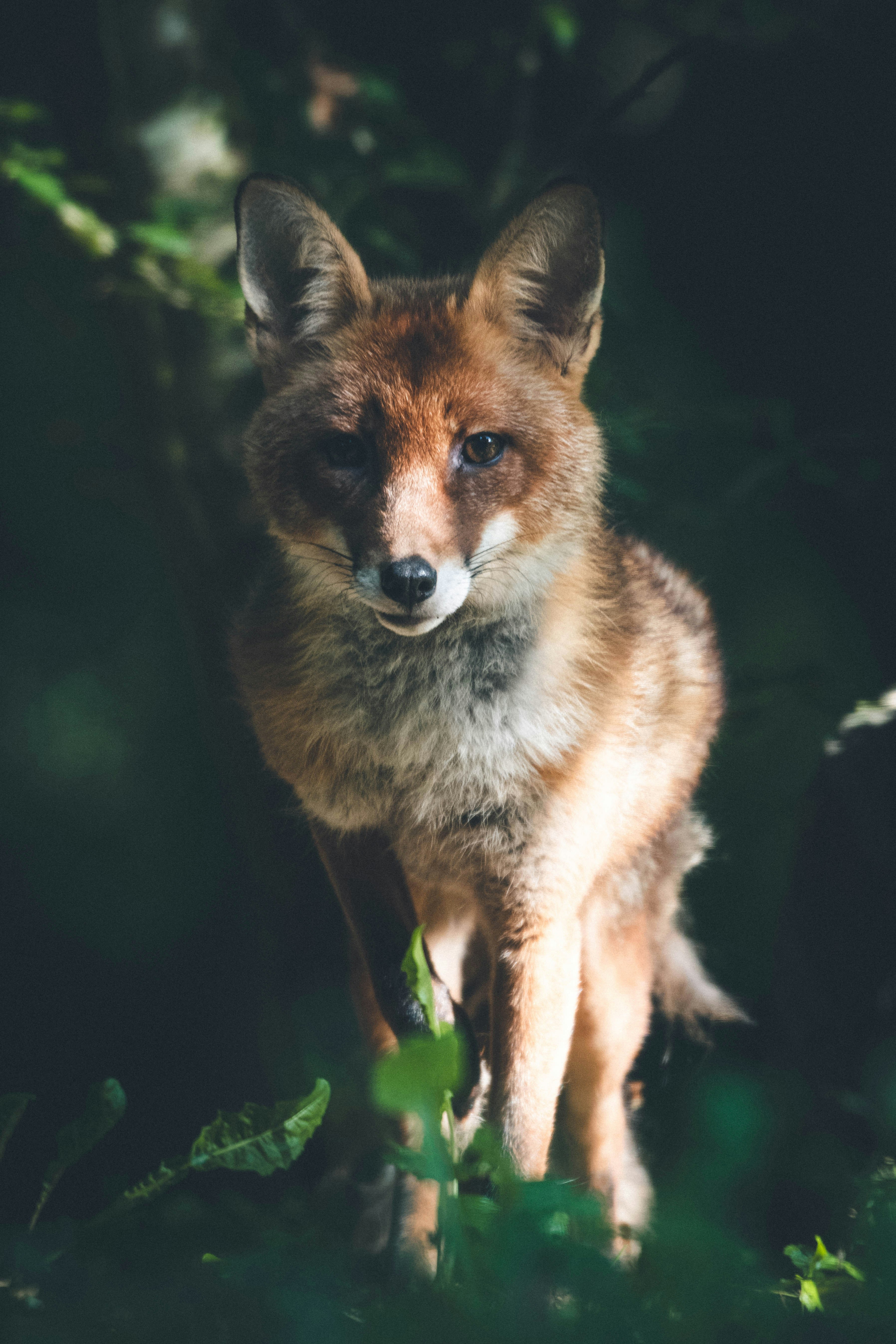 A fox stands alert in a lush, shadowy forest, its gaze fixed forward amidst the greenery.