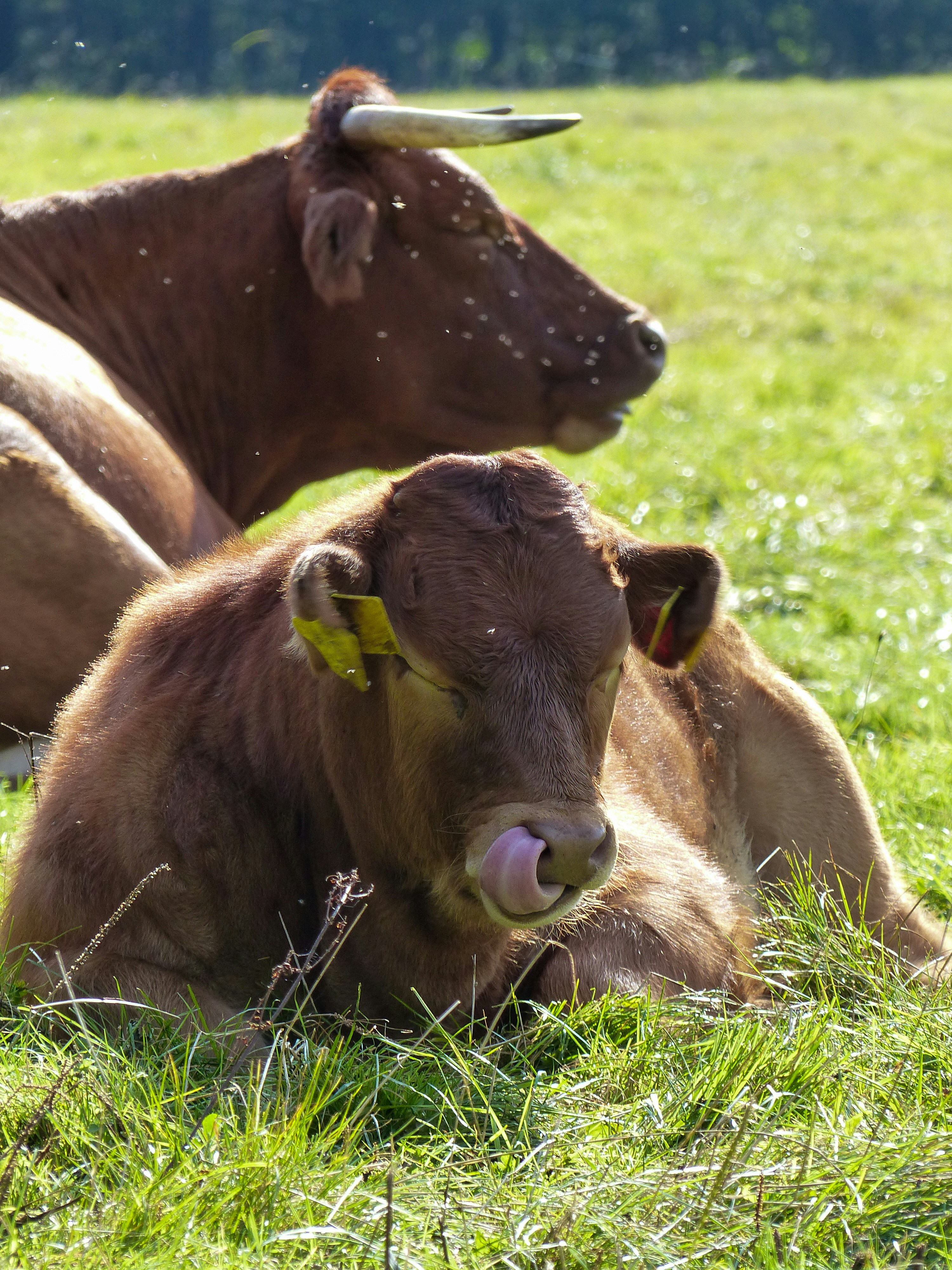 A relaxed cow lying in a sunlit meadow, licking its nose, with another cow resting in the background. The lush green grass adds to the serene atmosphere.