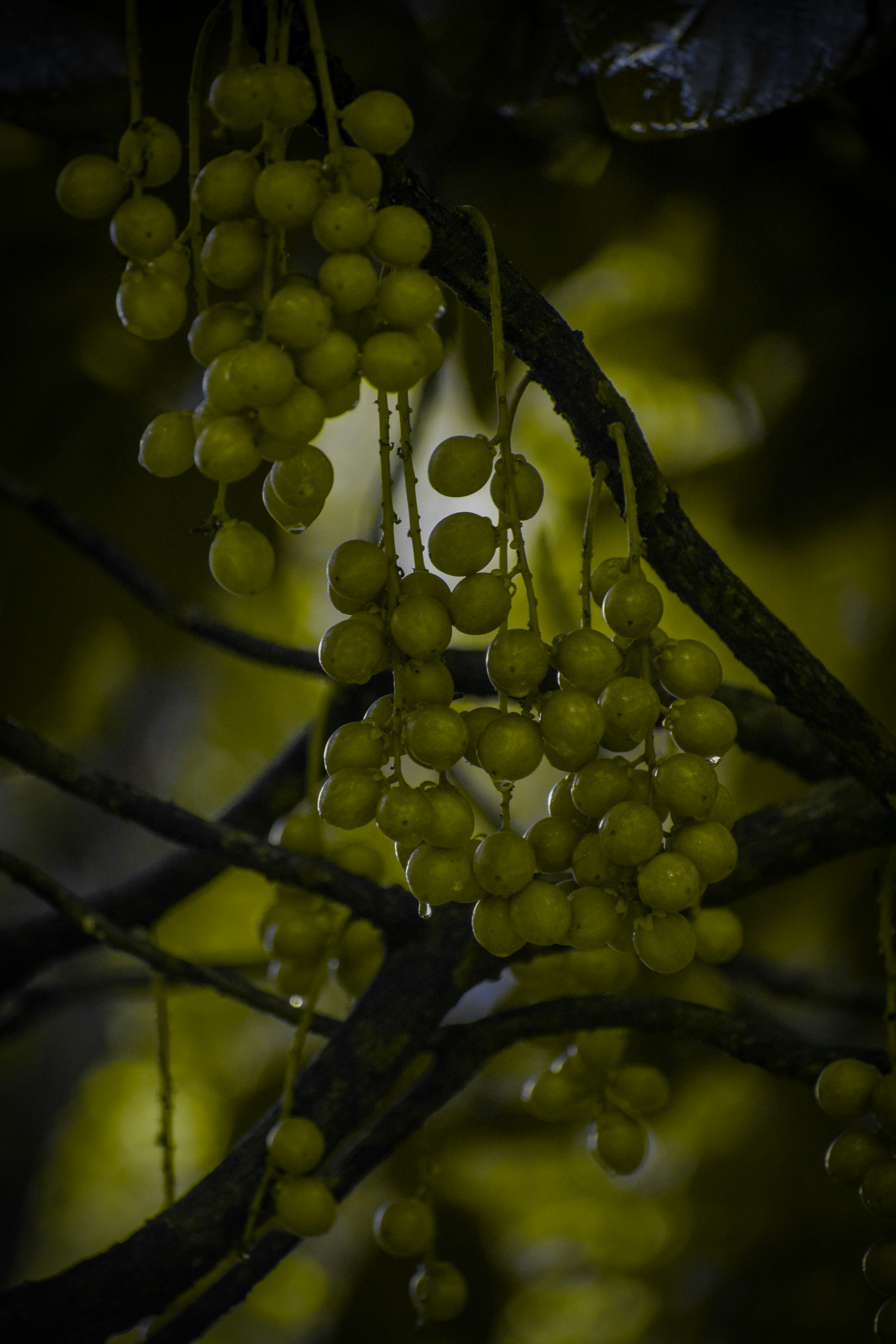 Shadowed Boughs, Golden Clusters: a Close-Up of Night-Bright Berries