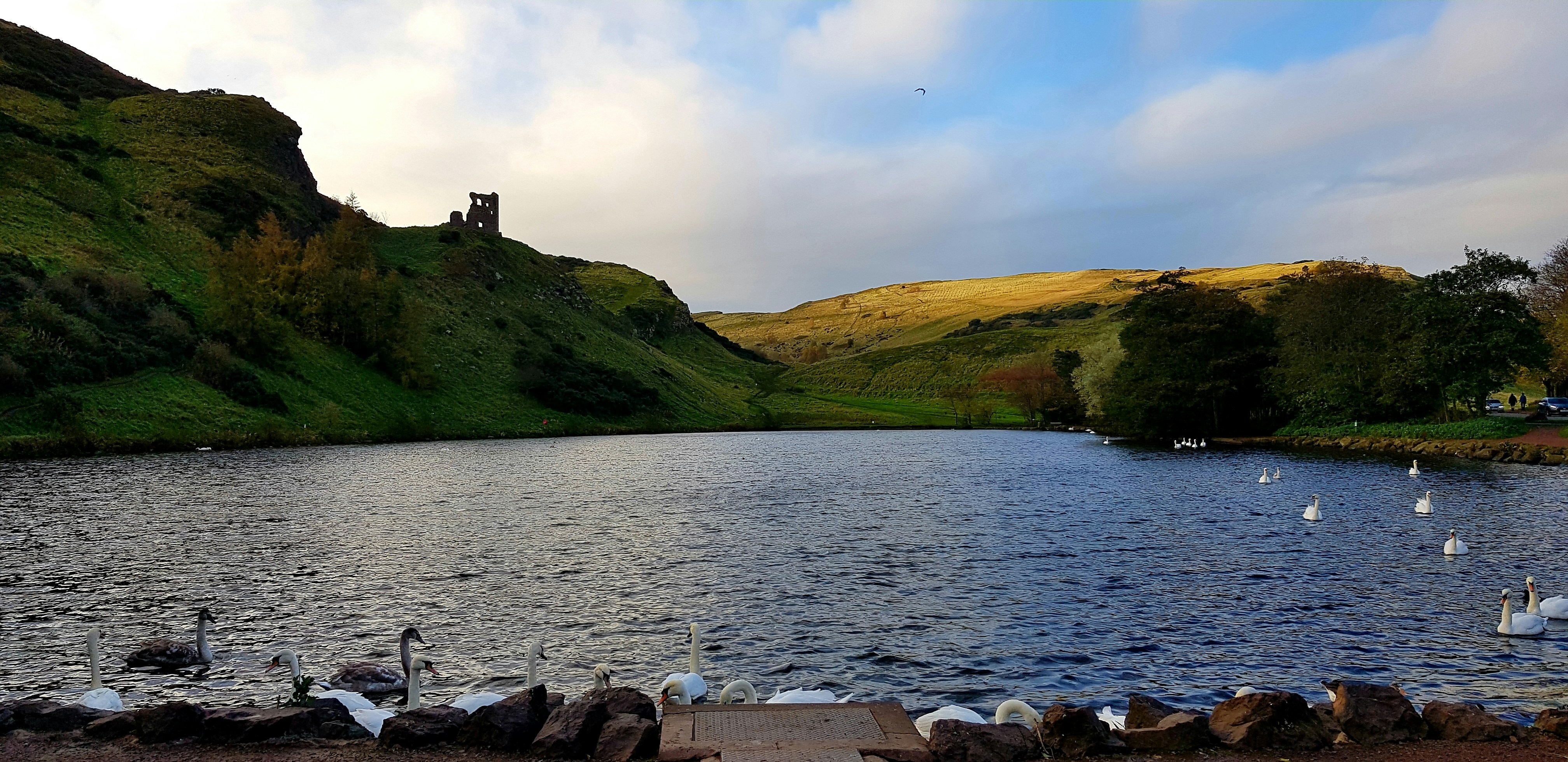 Swan-dotted Lake at Distant Roll of Hills