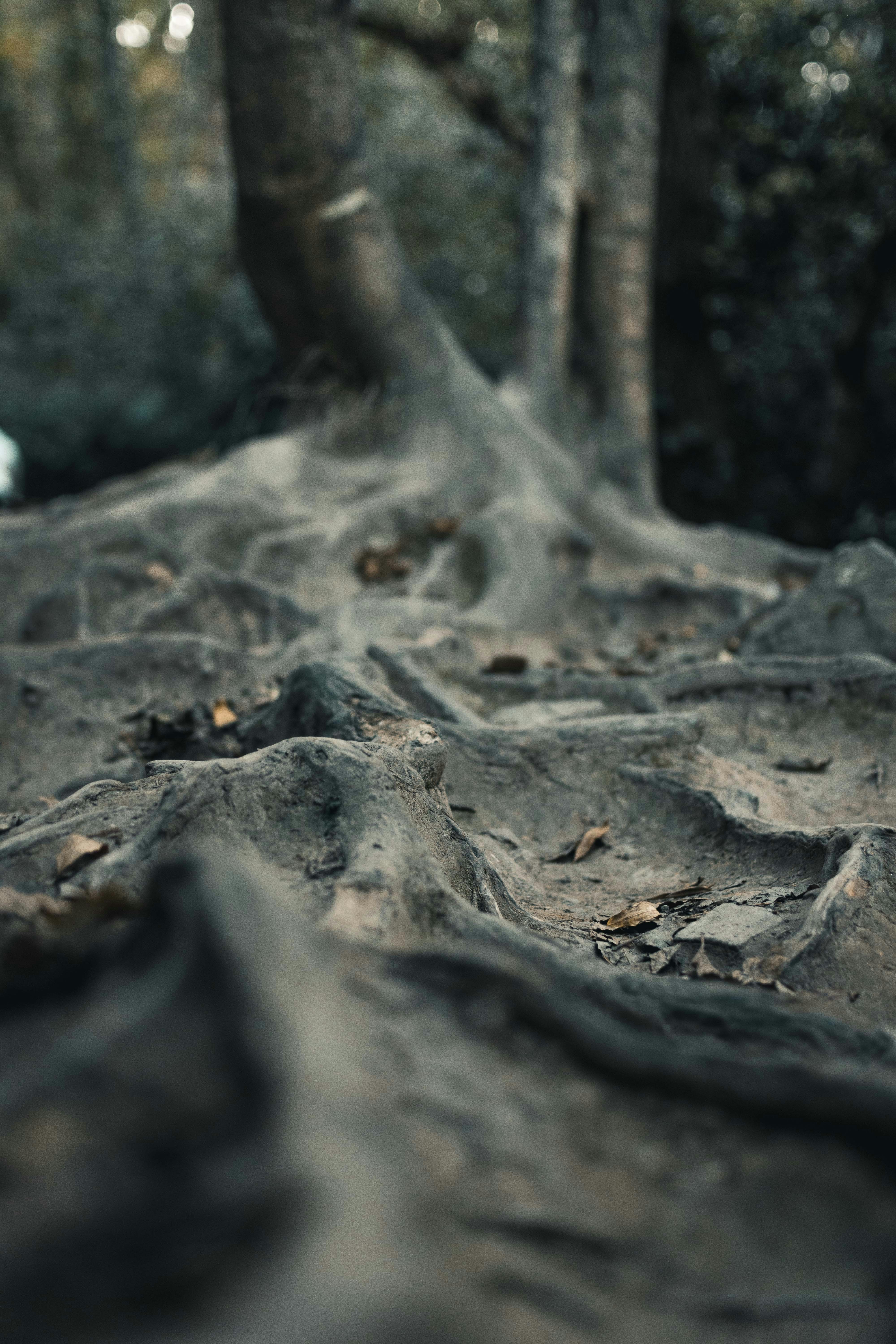 Rooted in the Path: A Quiet Descent into the Forest Floor