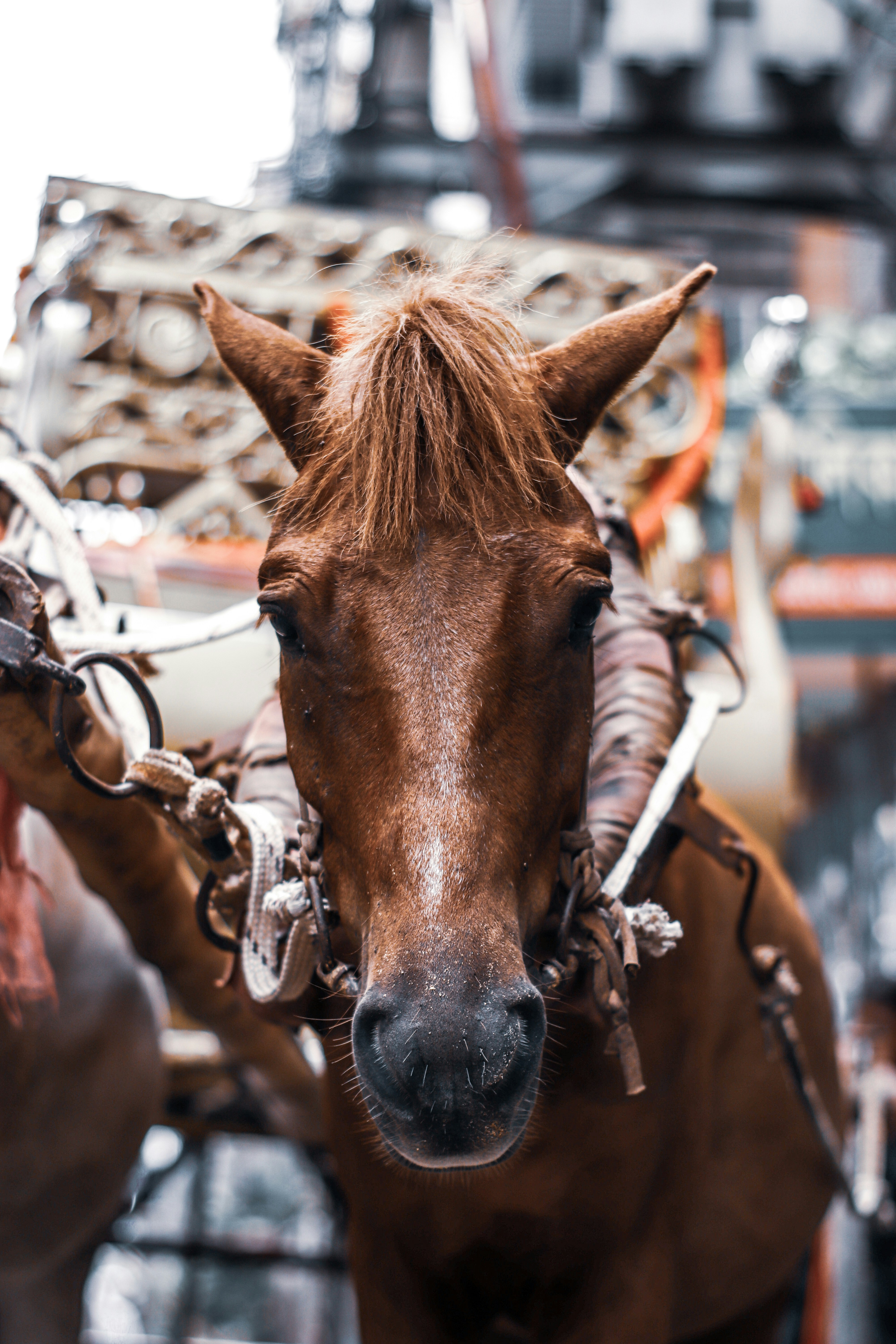 A close up of a horse wearing a harness photo – Free Human Image on ...