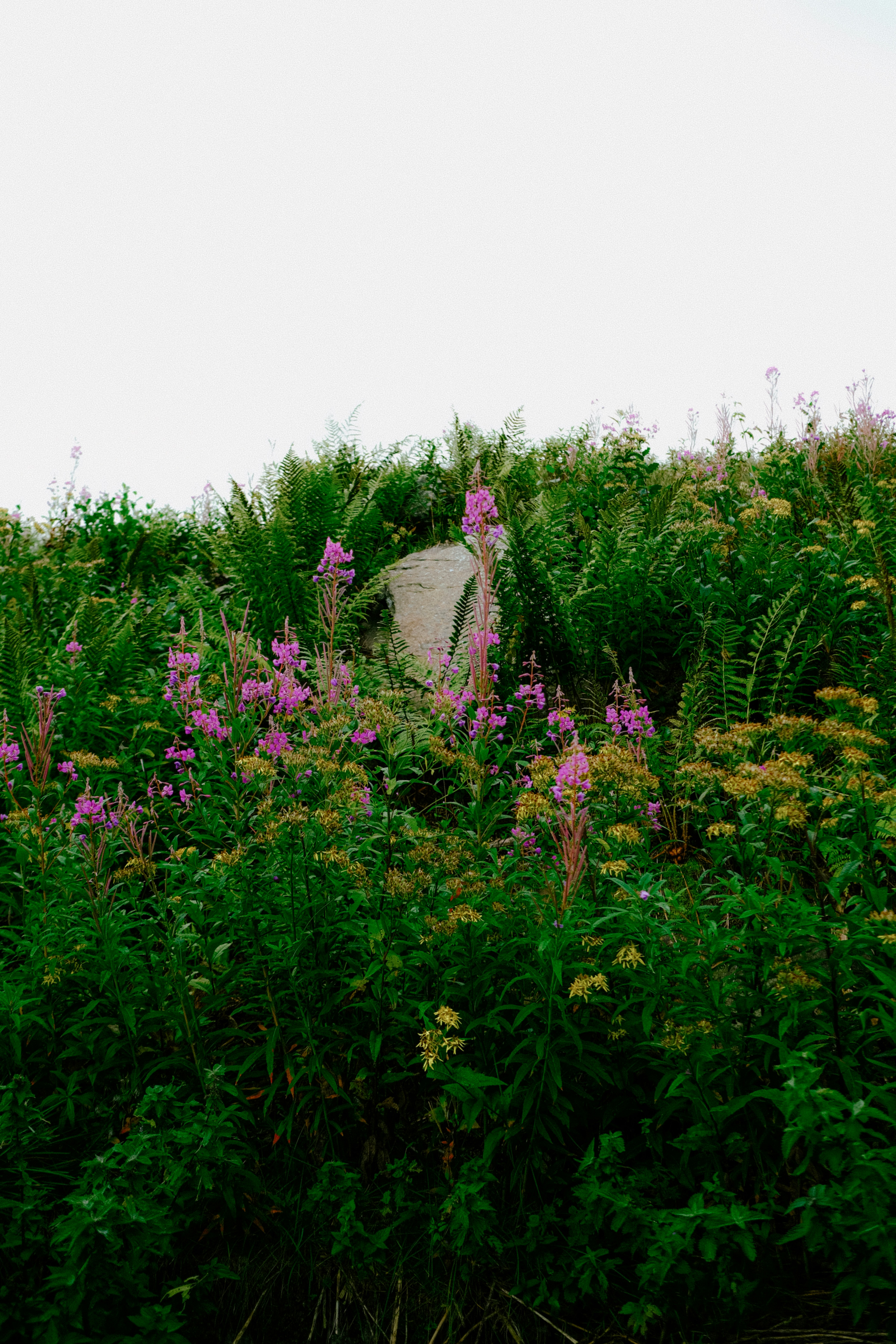 Wild Lupine Ridge Surging through a Fern-Backed Meadow