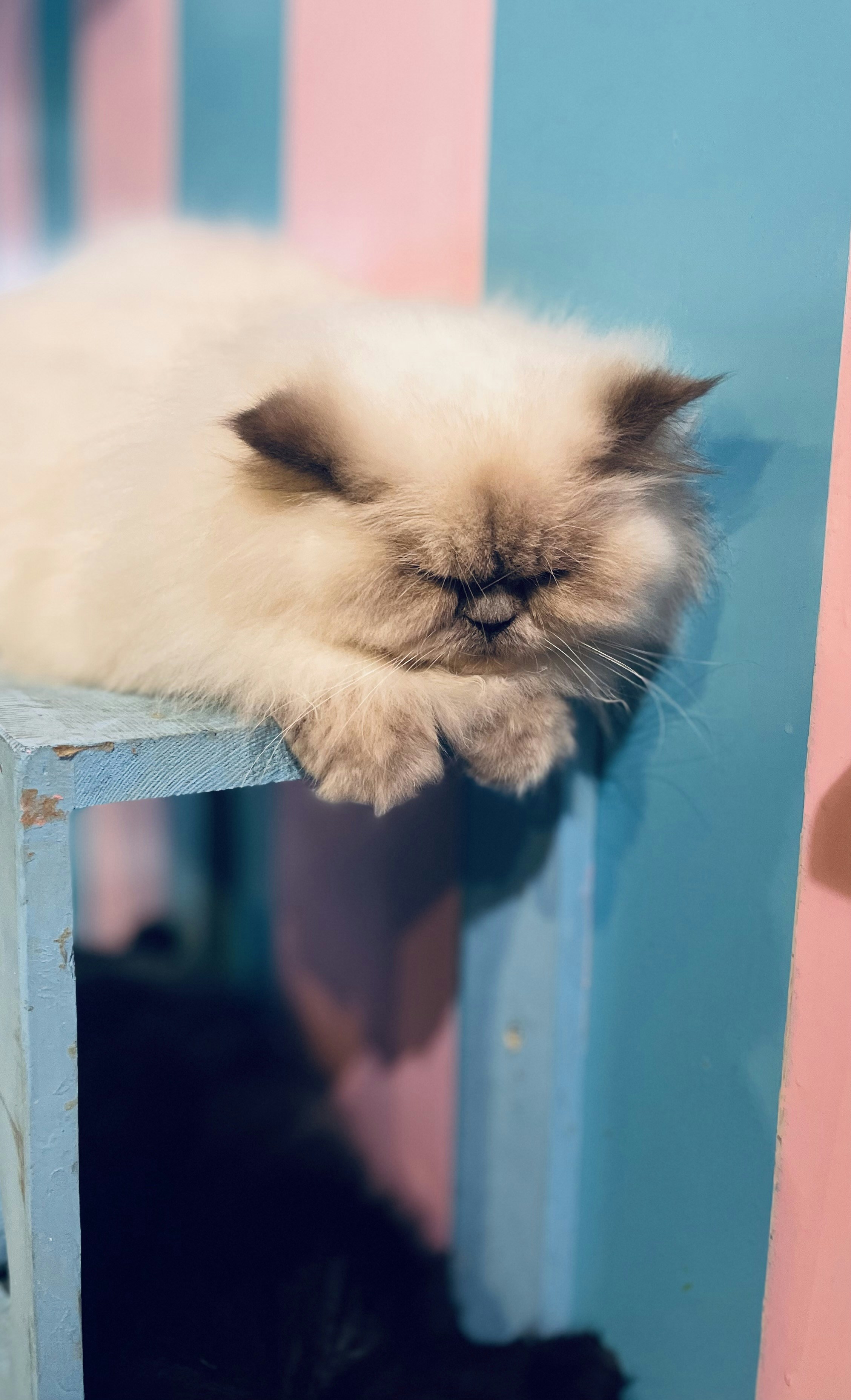 Pastel Pause: Fluffy Kitten Resting Between Mint and Rose