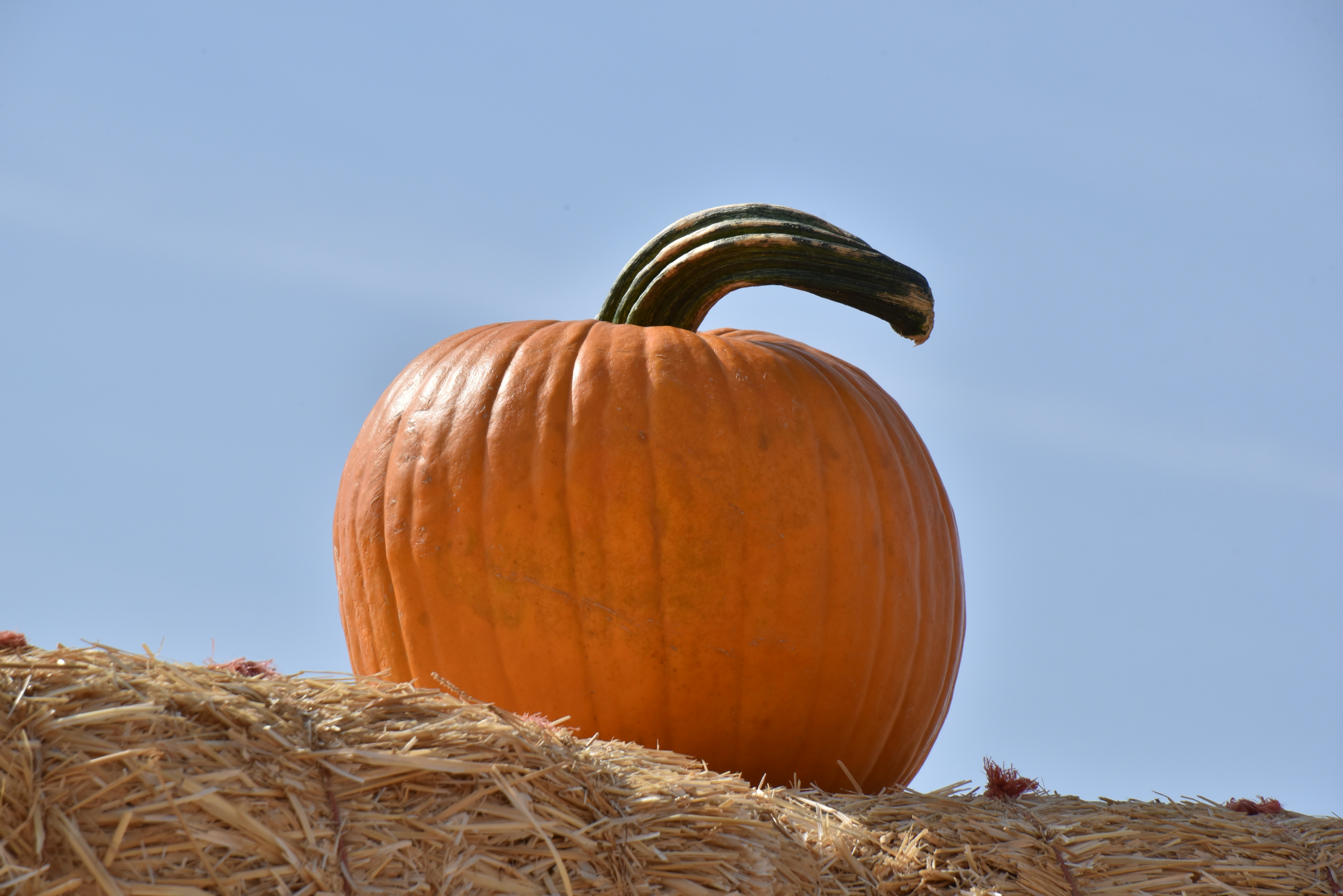 Single pumpkin resting atop a bale of hay under a clear blue sky.