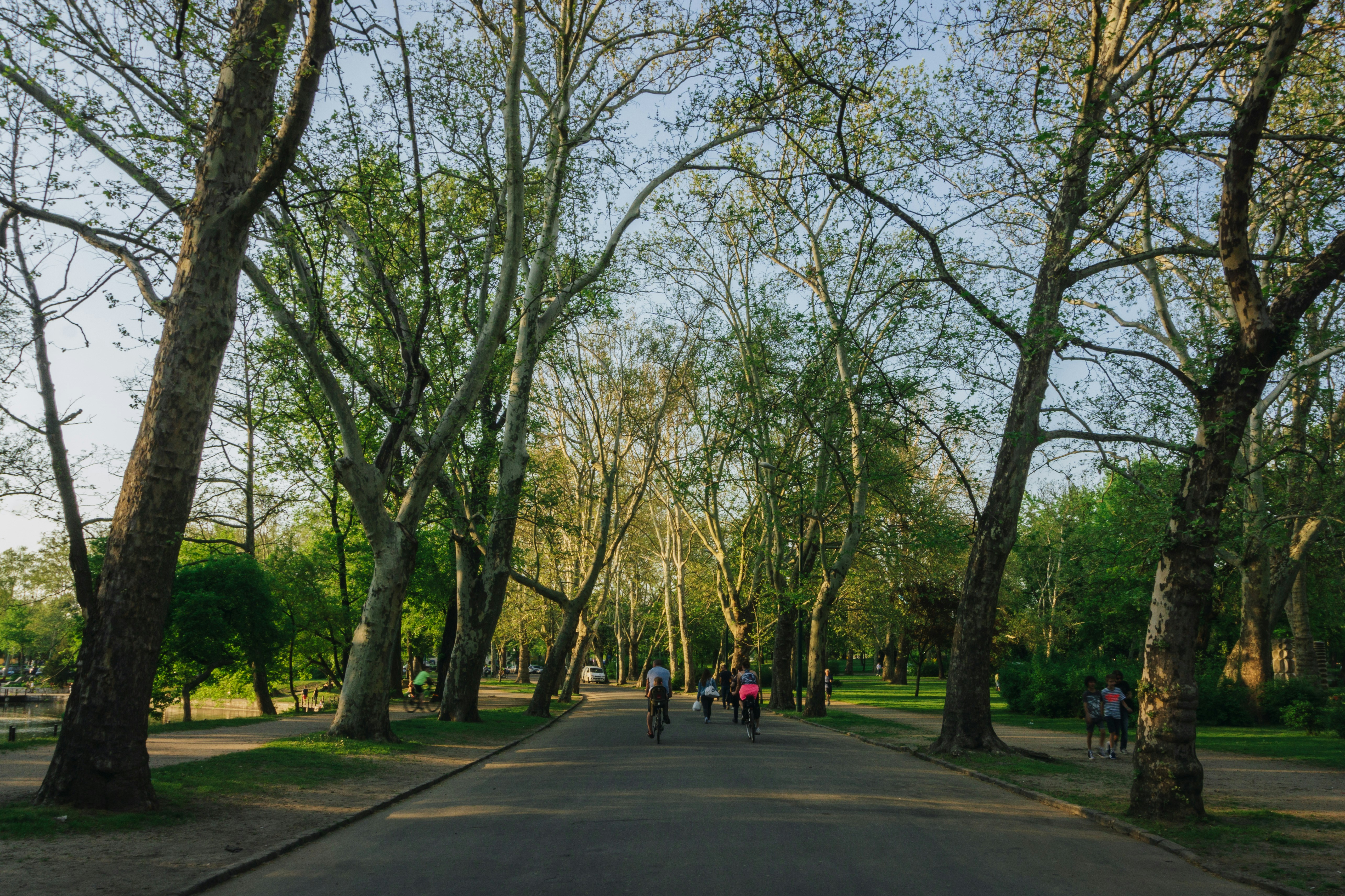 Tree-lined avenue in a park, with people walking and cycling along the paved path. Lush greenery surrounds the scene, creating a tranquil atmosphere.