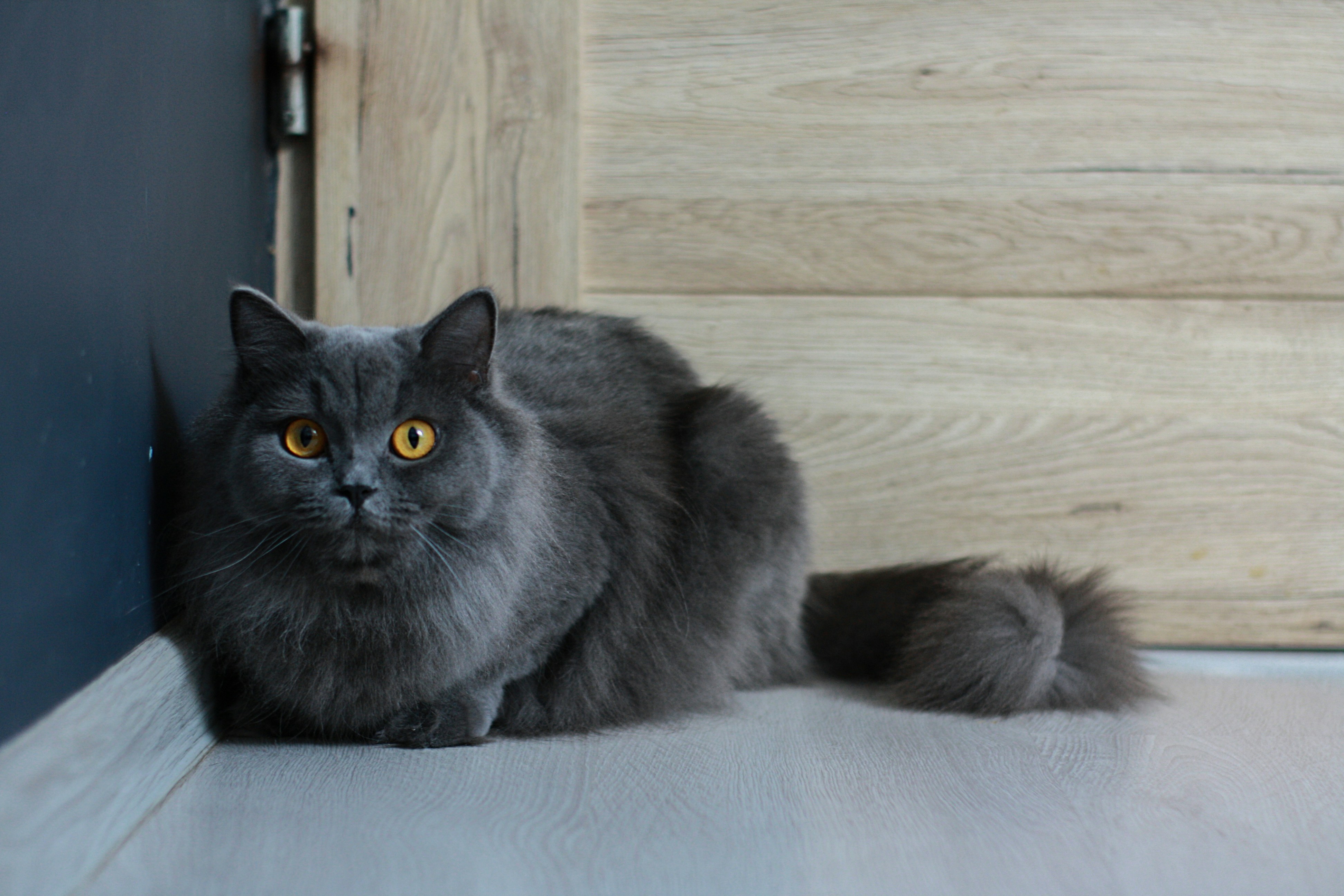 Amber-Eyed in the Corner: A Velvet Gray Cat