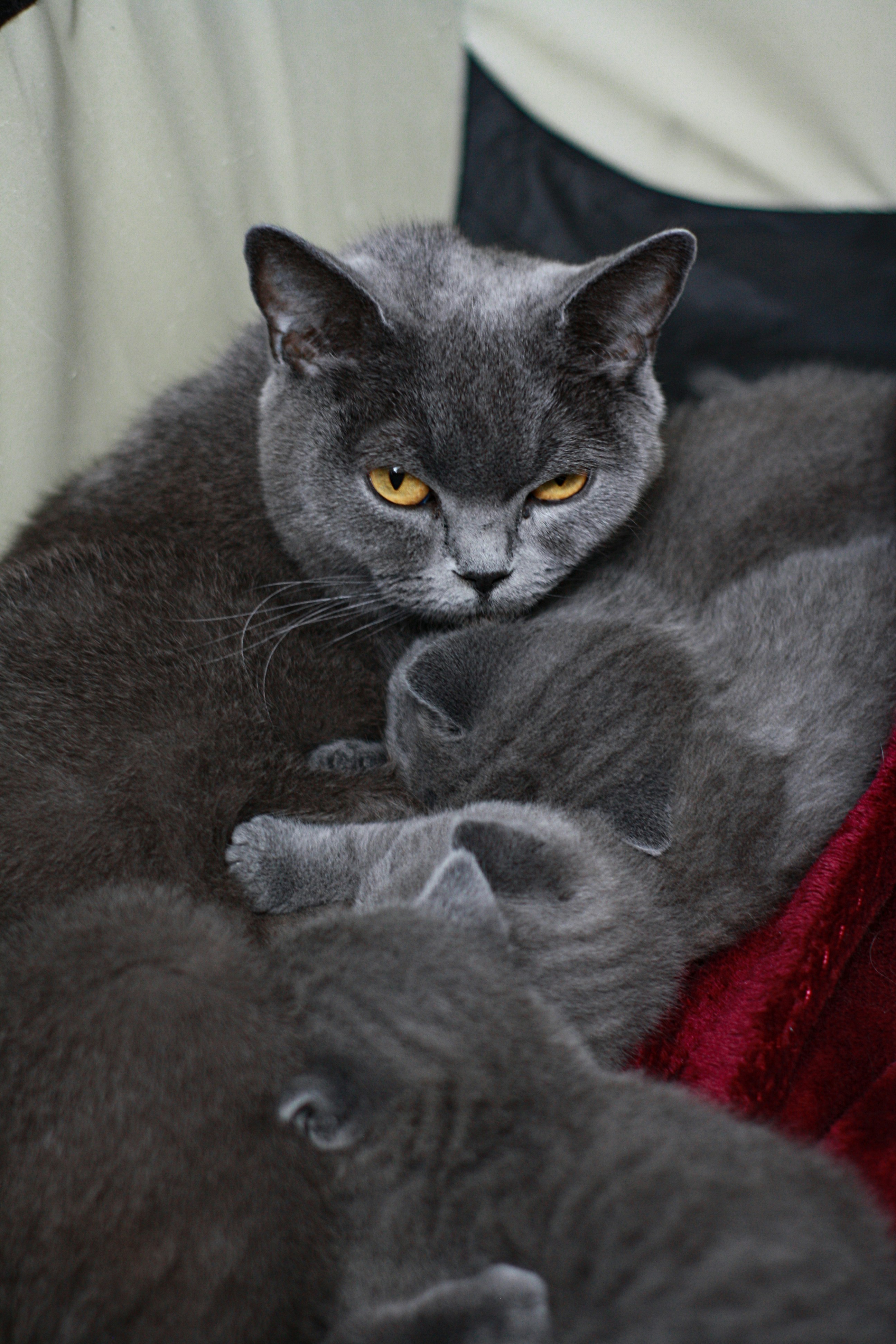 A grey cat laying on top of another cat photo – Free Poland Image on ...