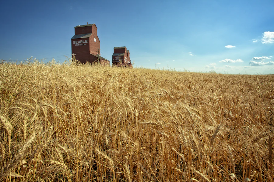 Golden wheat sways across the foreground with two weathered red grain silos on the horizon under a clear blue sky.