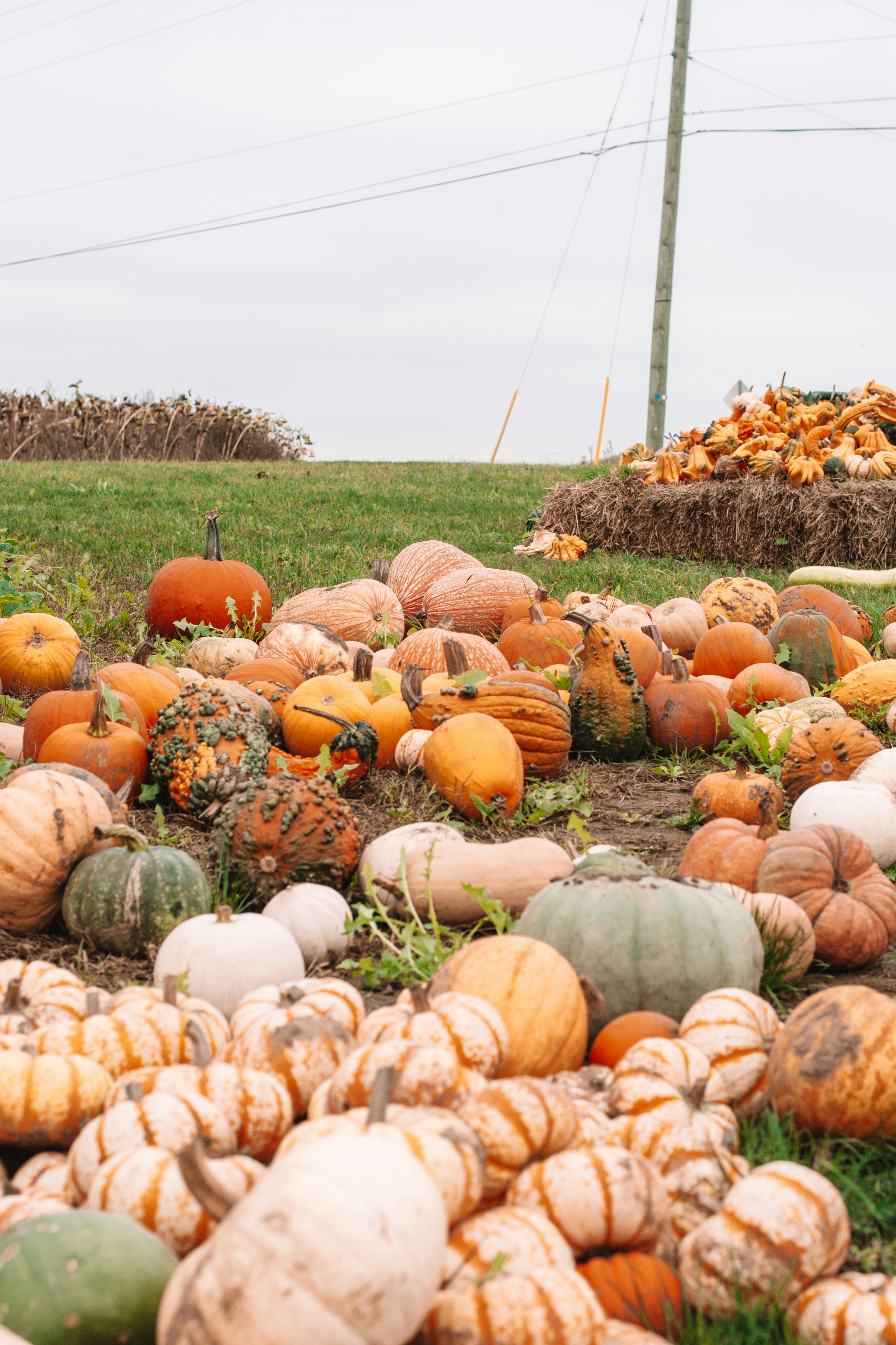 Pumpkin Field Pictures | Download Free Images on Unsplash