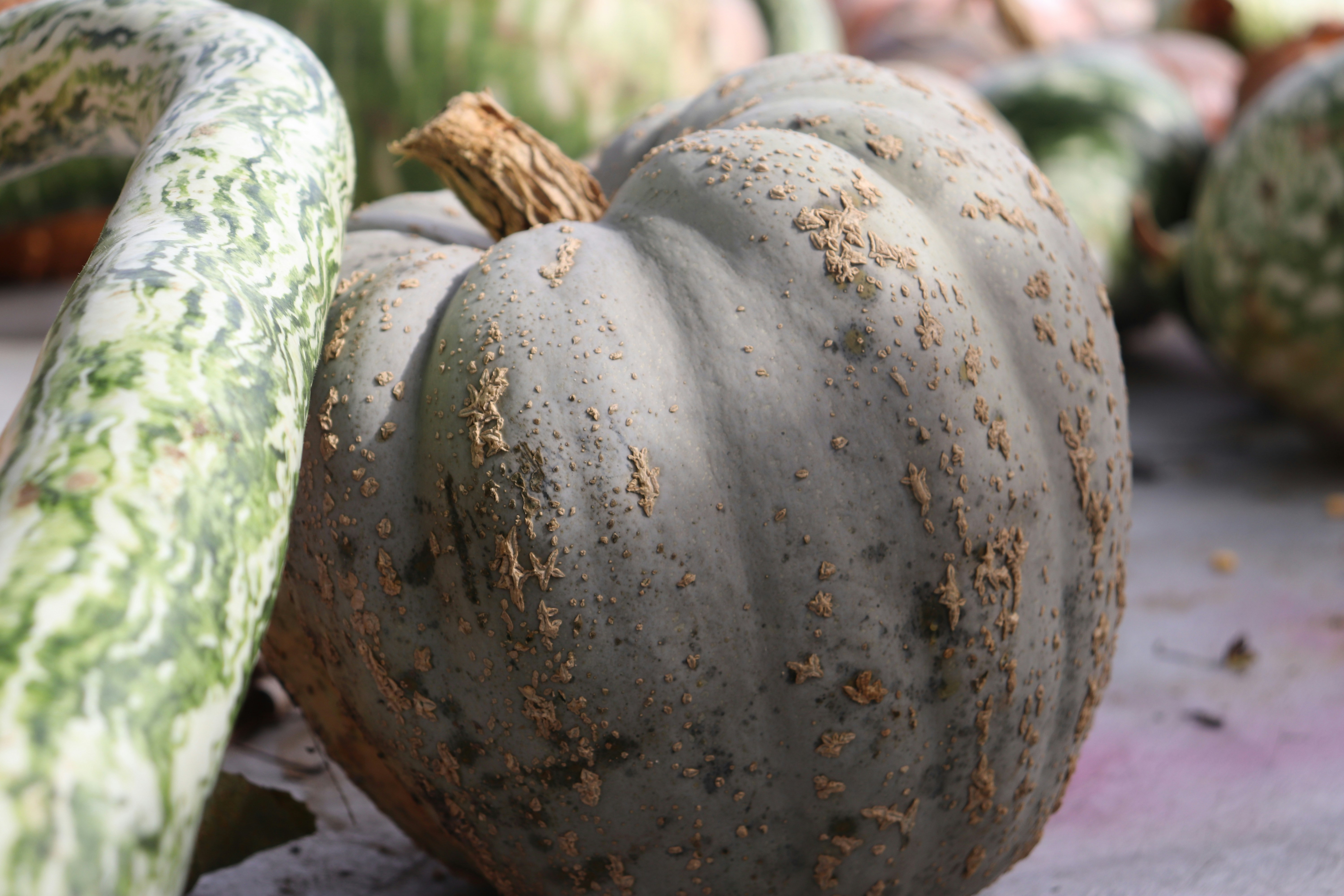 Dusty-Gray Pumpkin Among Weathered Gourds on a Rustic Table