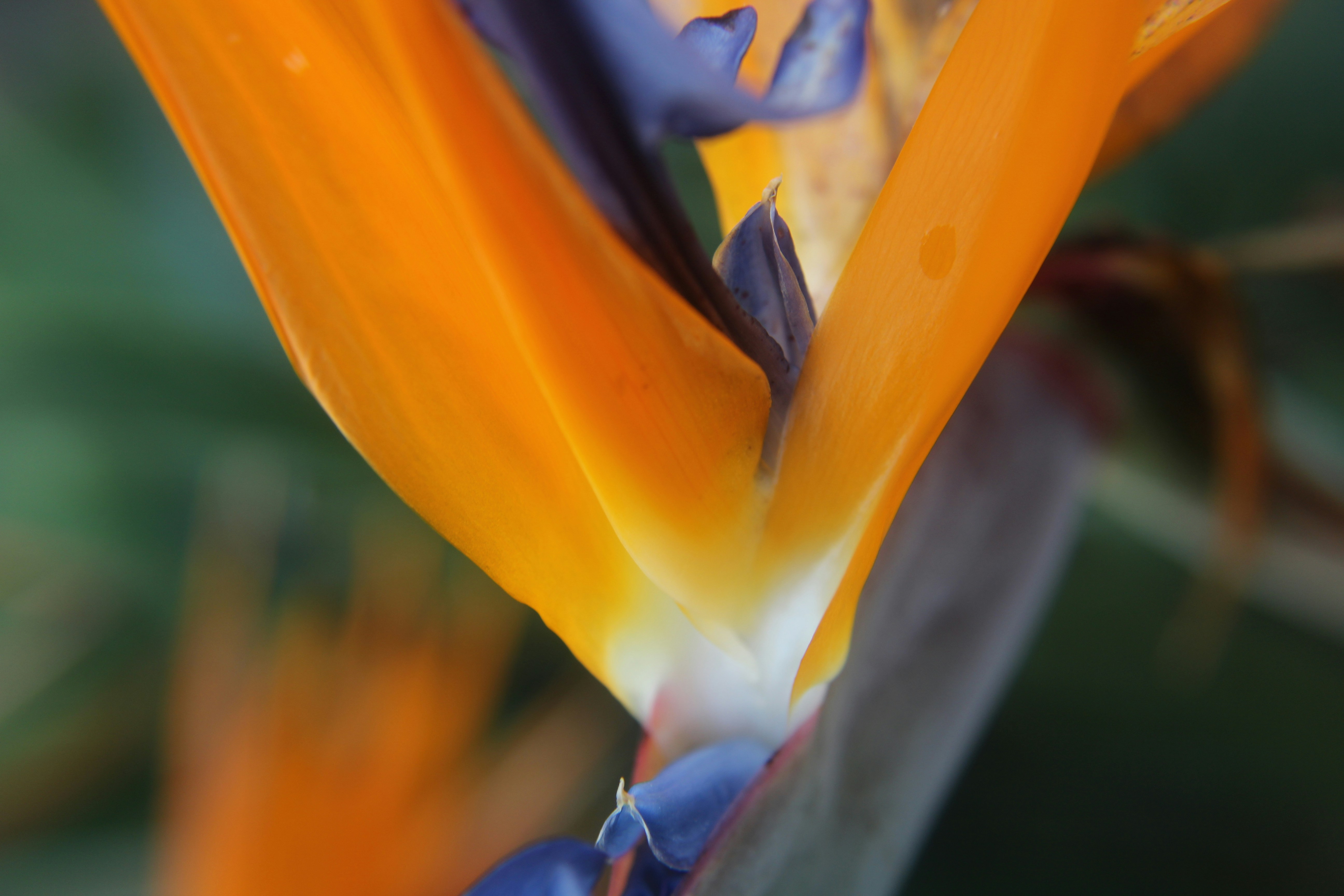 Floral Symphony in Vibrant Hues