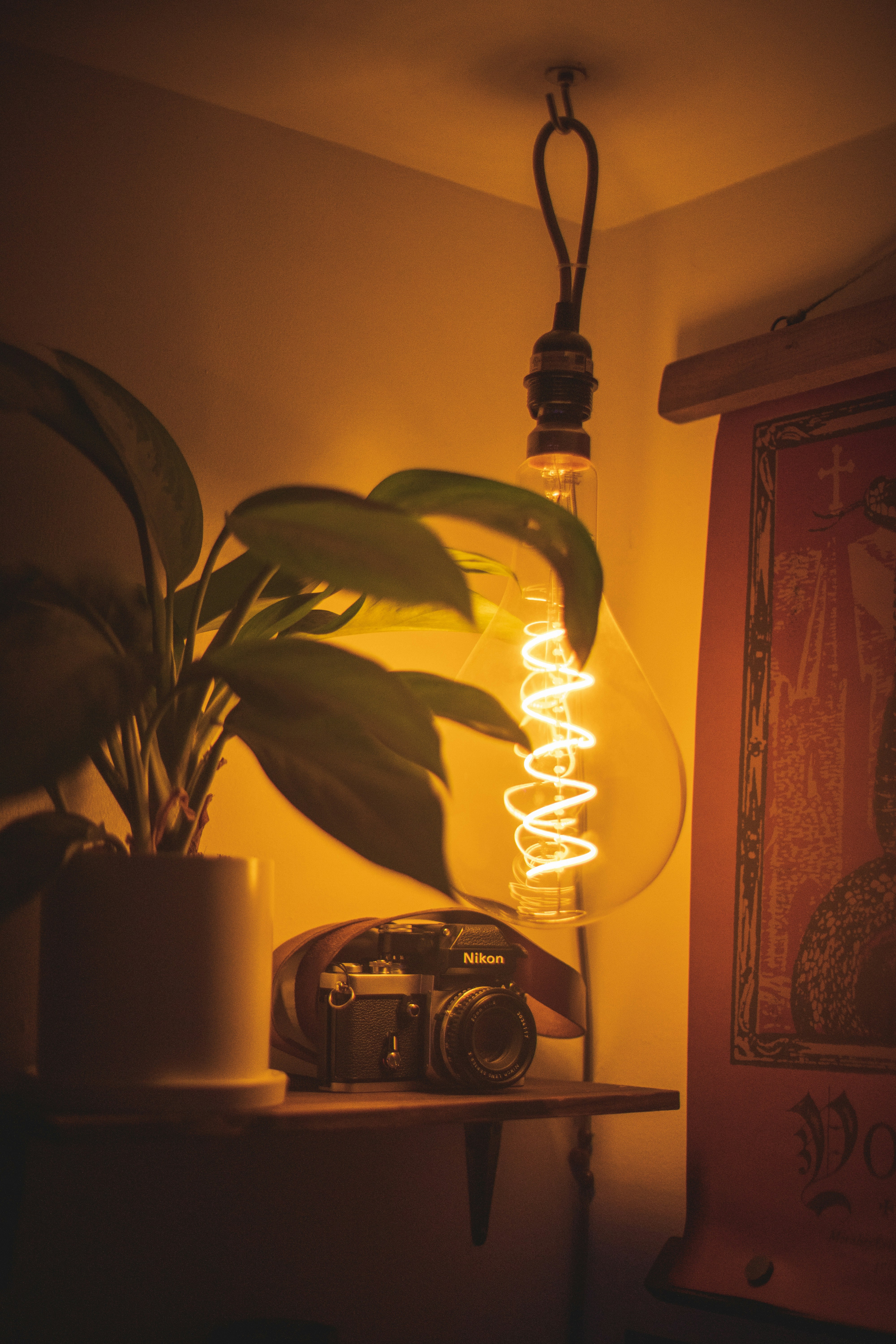A warm glow emanates from a vintage light bulb, highlighting a Nikon camera nestled on a shelf beside a potted plant.