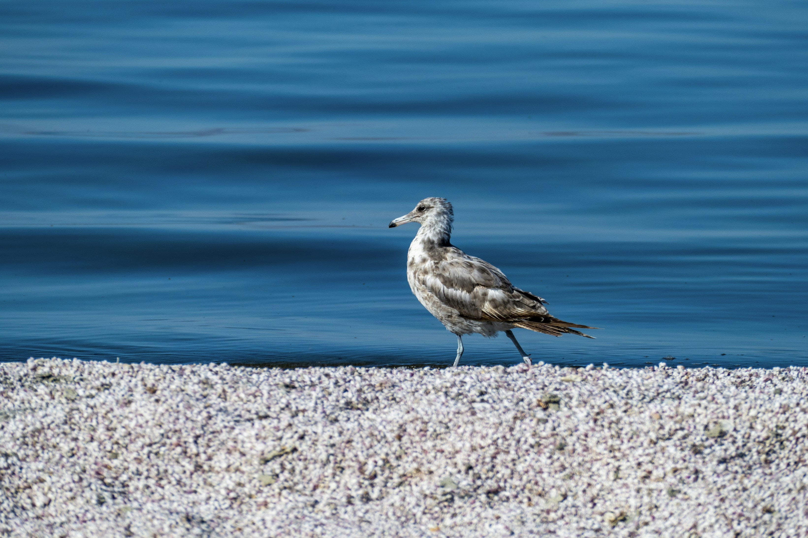 a seagull standing on a beach next to the water