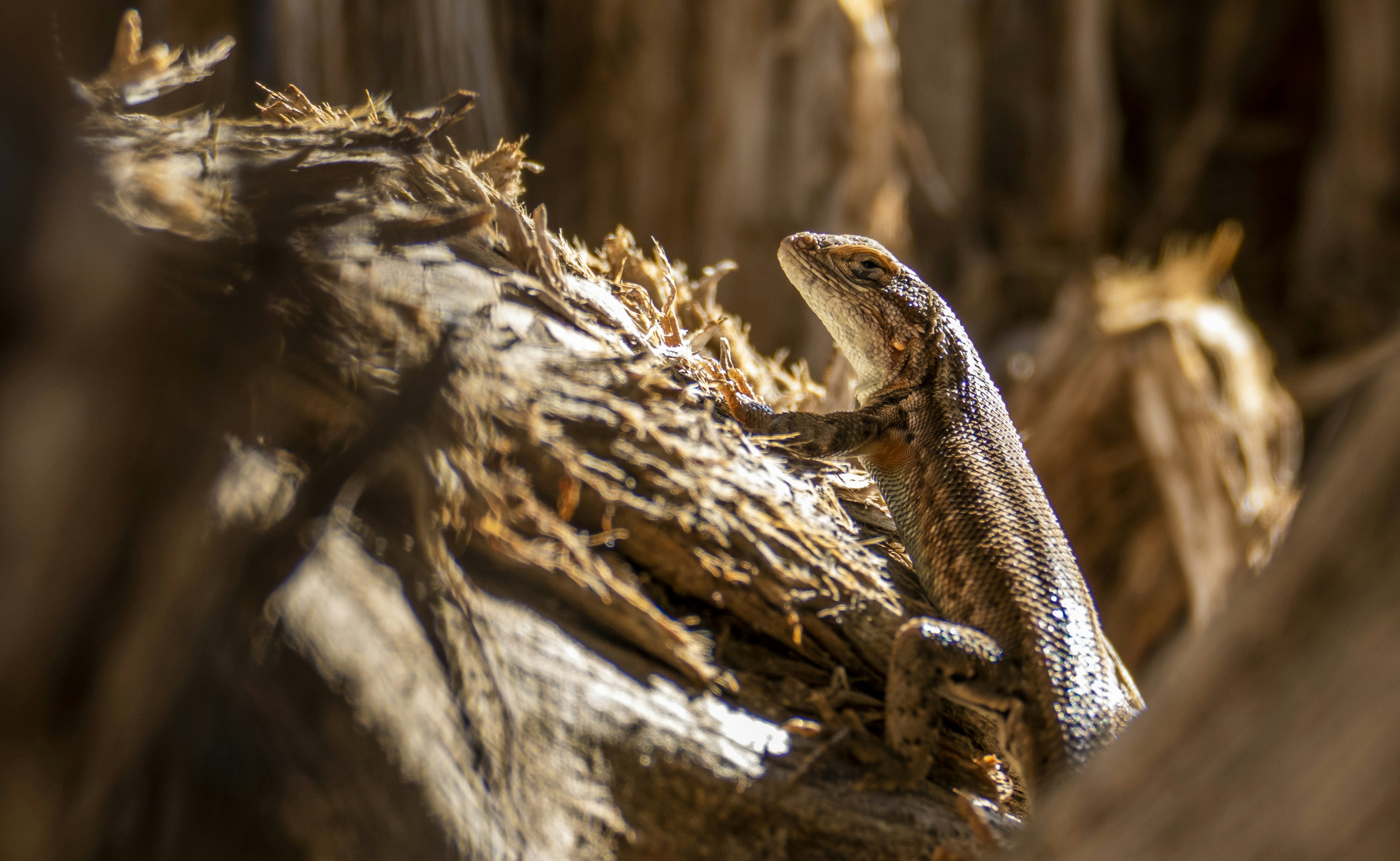 Sunlit Lizard on Aged Log: A Moment of Desert Camouflage