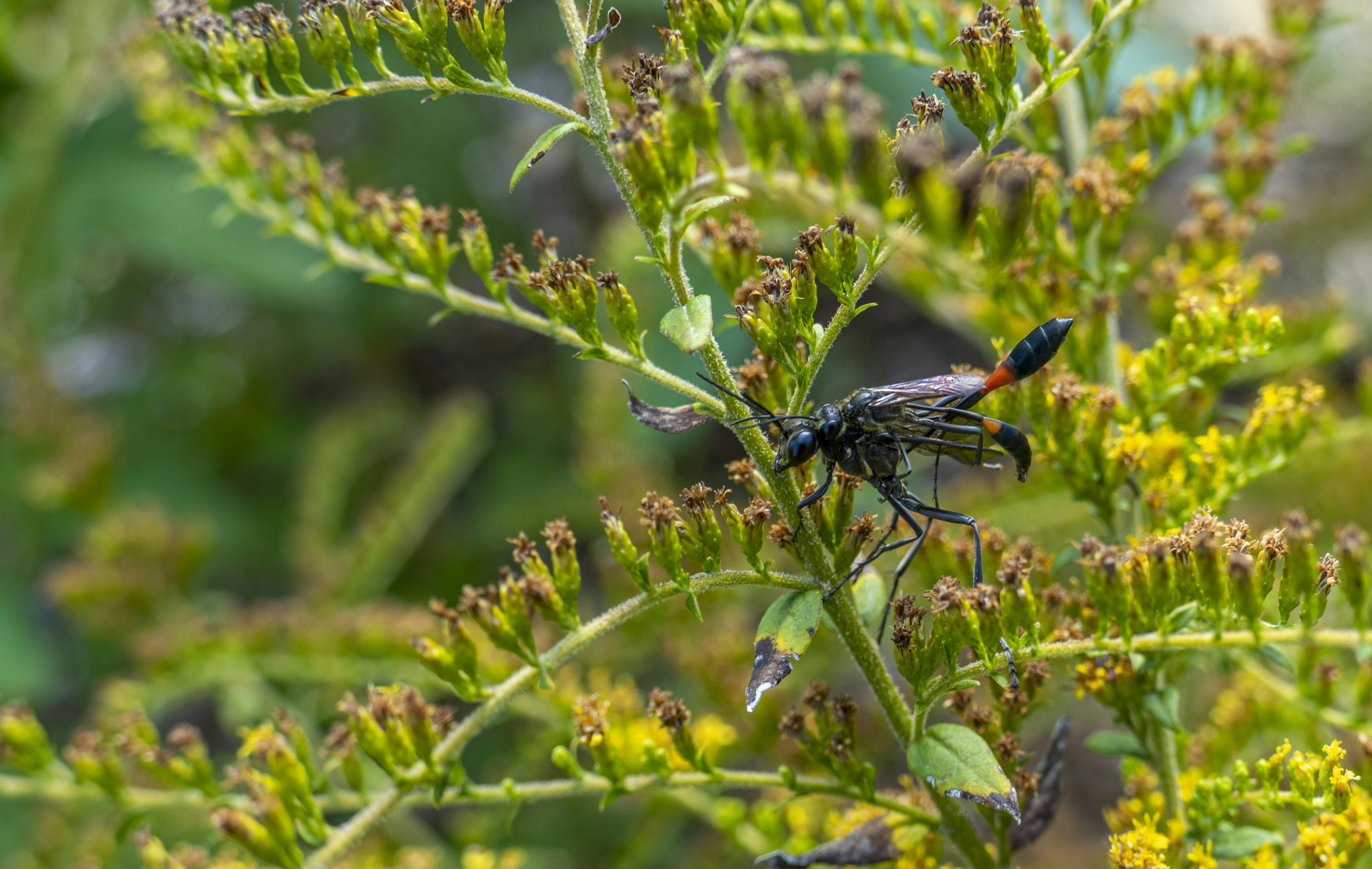 Dragonfly on a Bristly Yellow-Flowered Stem in Sunlit Greens