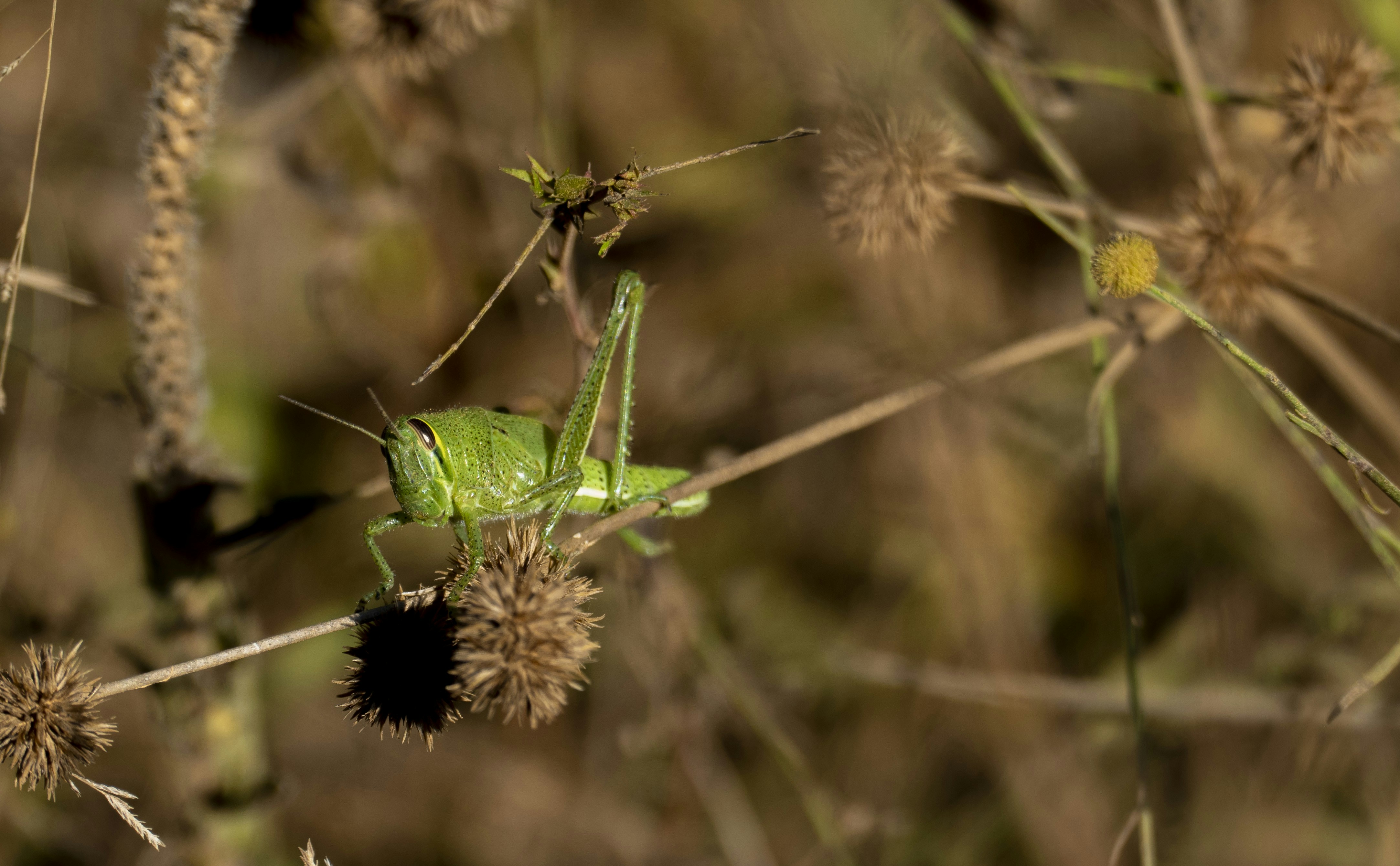 Um inseto verde sentado em cima de um campo de grama seca foto – Imagem ...