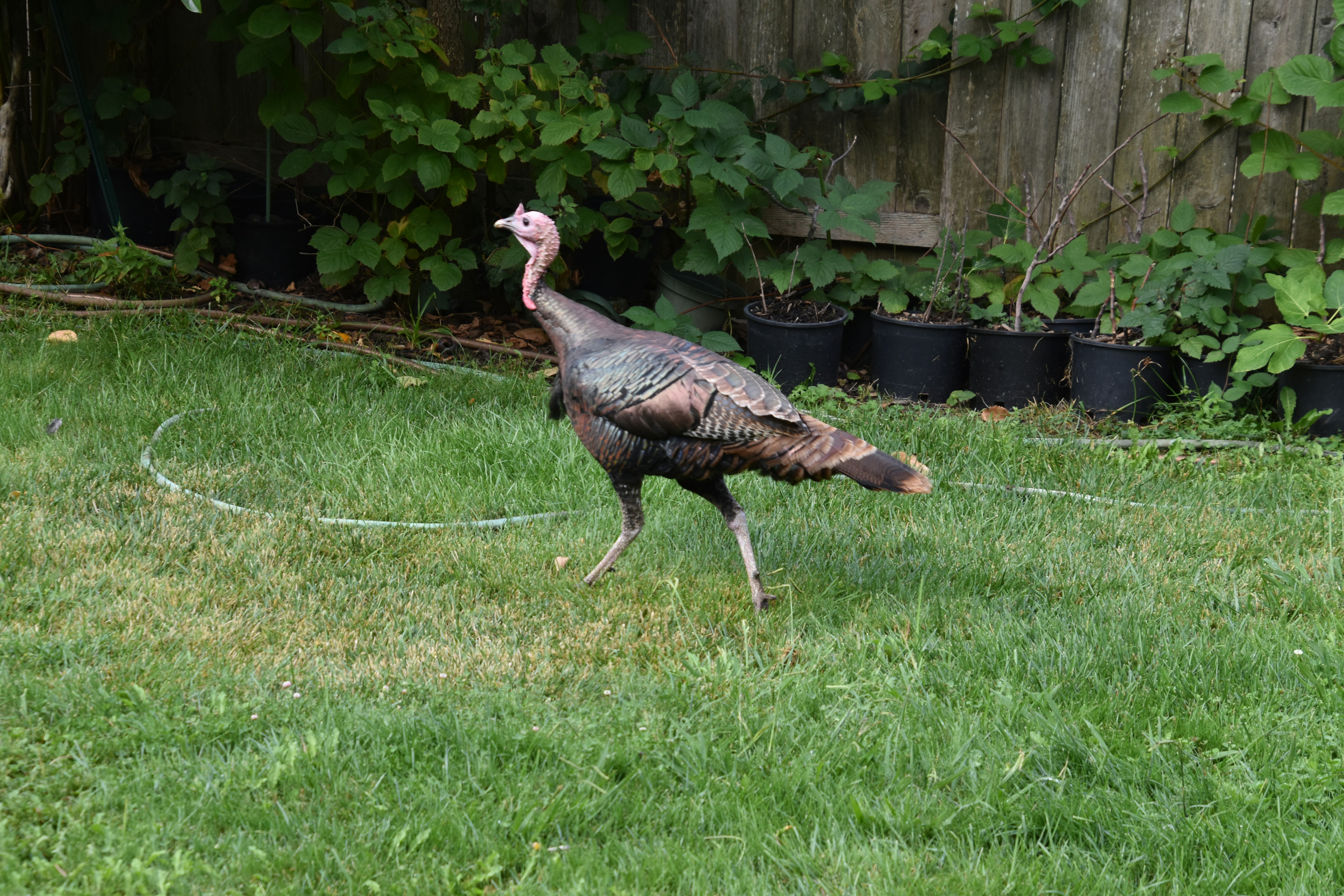 A turkey walking across a lush green field photo – Free Usa Image on ...