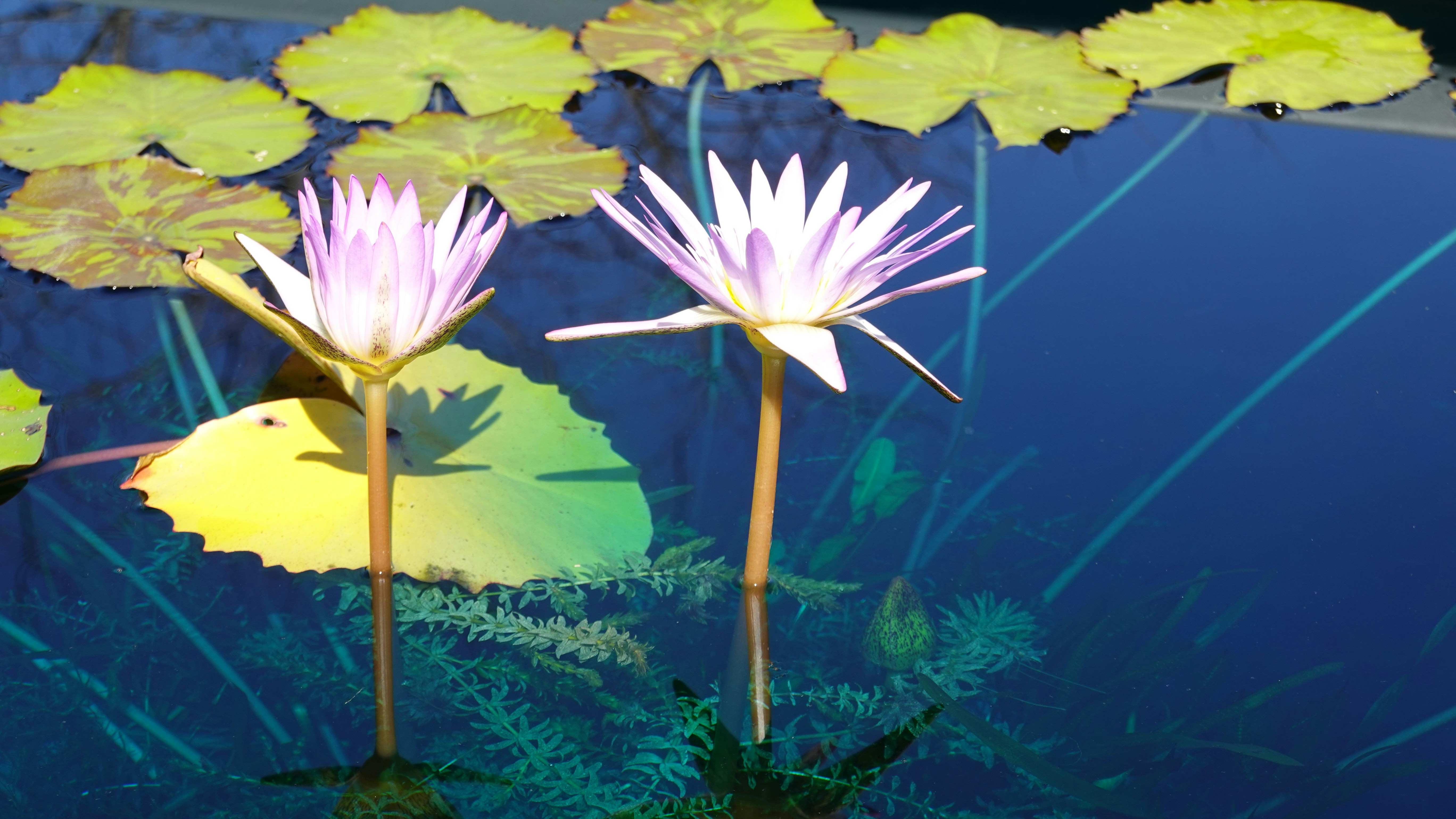 two water lilies in a pond with lily pads