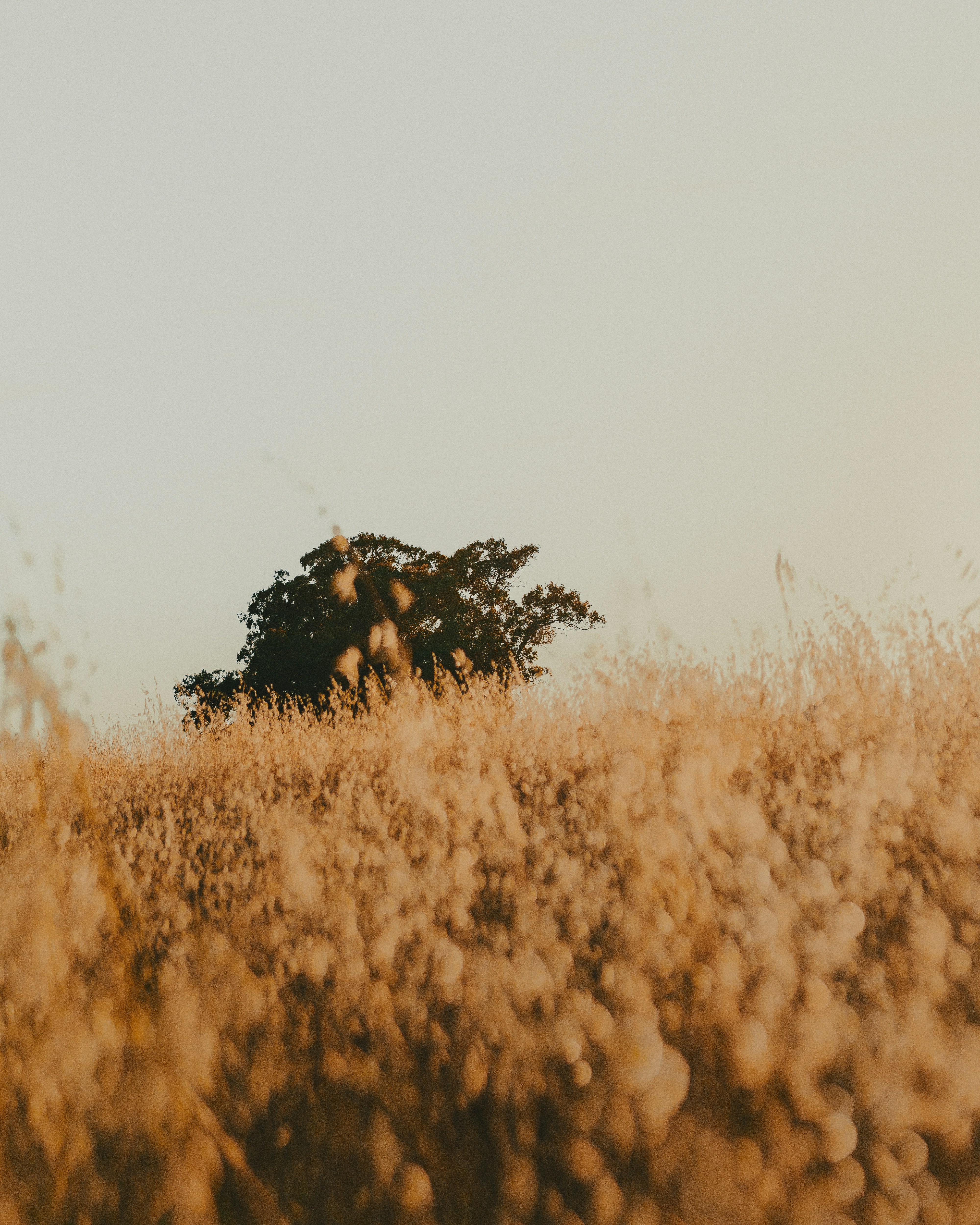 A lone tree in a field of tall grass photo – Free Brown Image on Unsplash