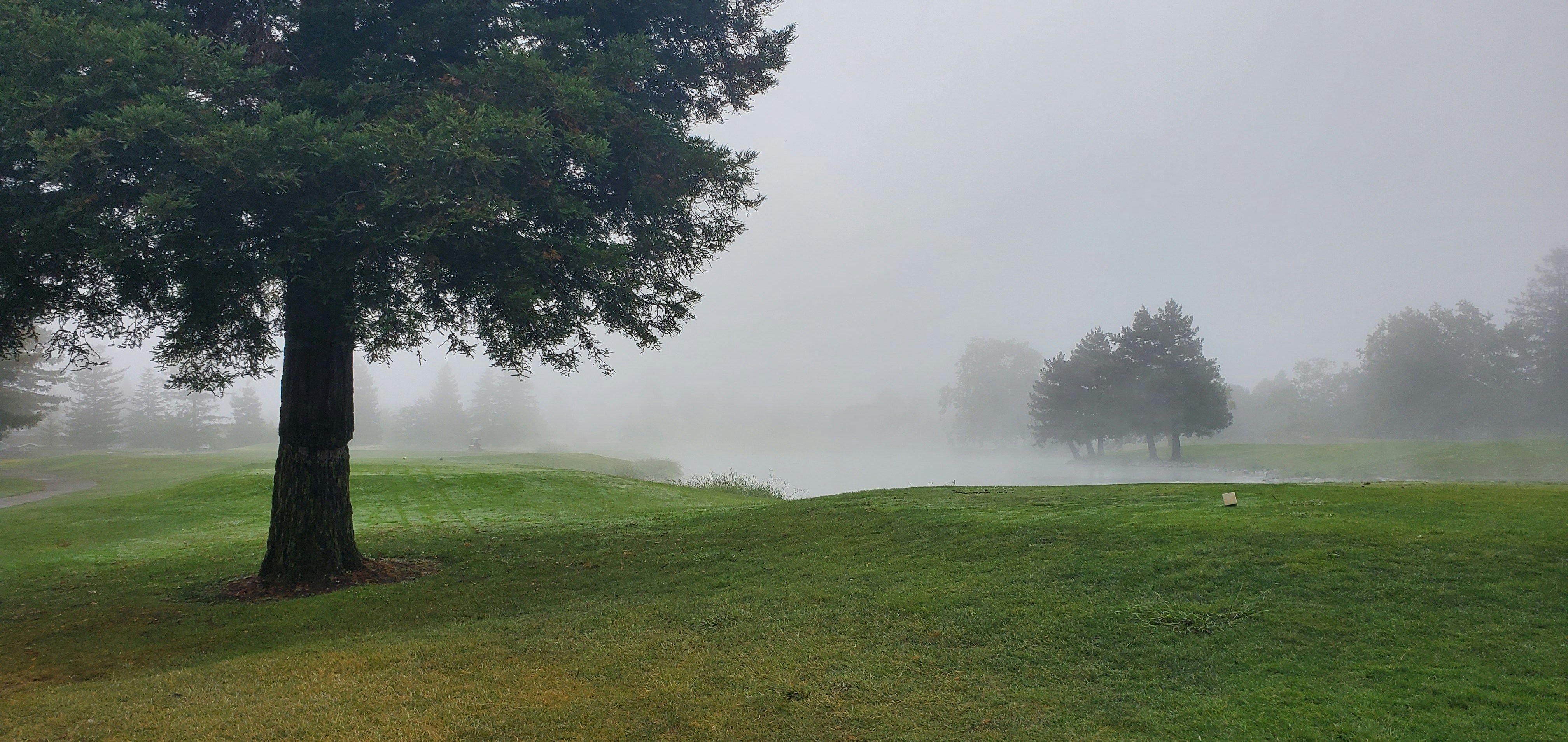 A foggy golf course with trees on a foggy day photo – Free Santa rosa ...