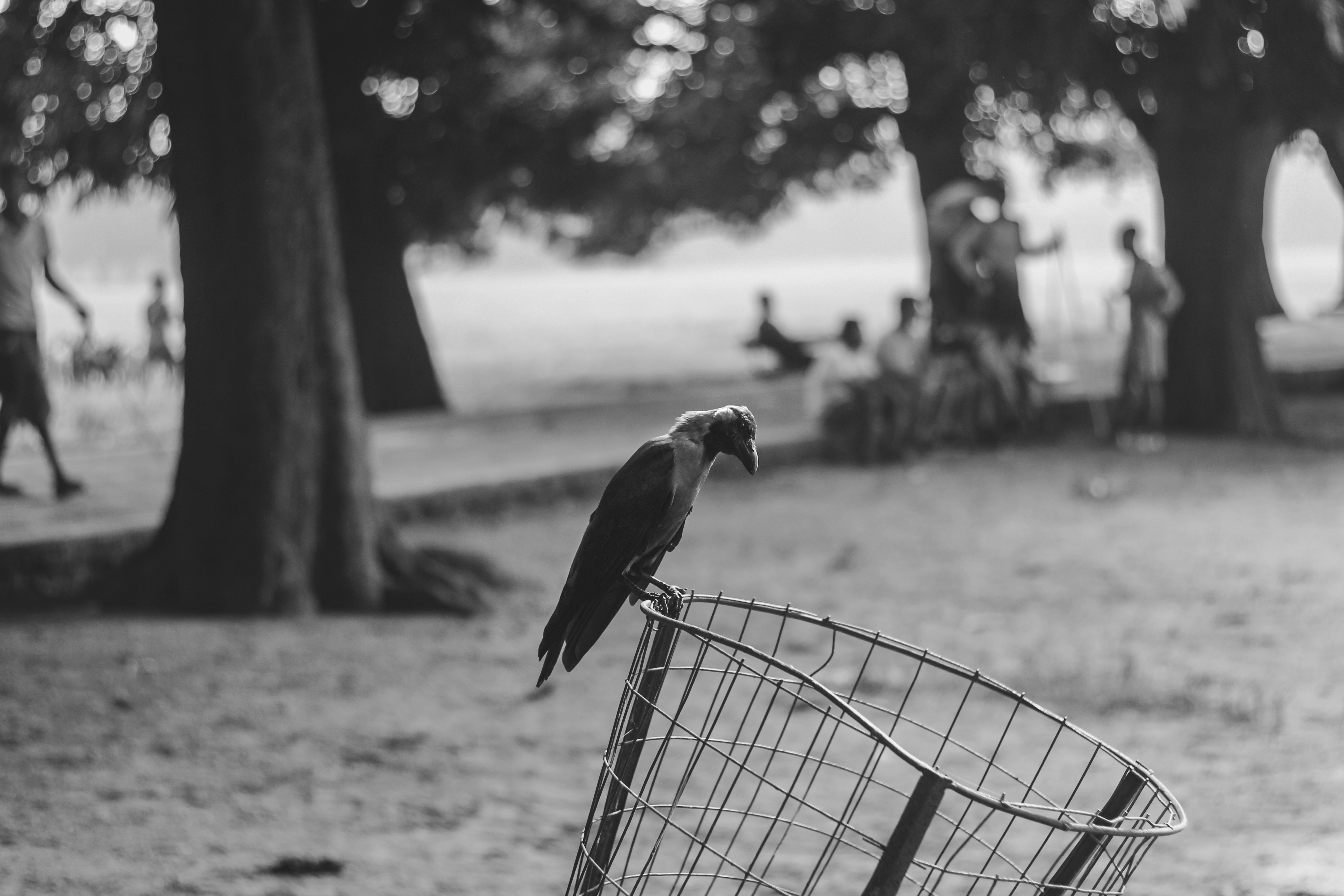 Perched Sentinel on a Tilted Basket in a Quiet Park