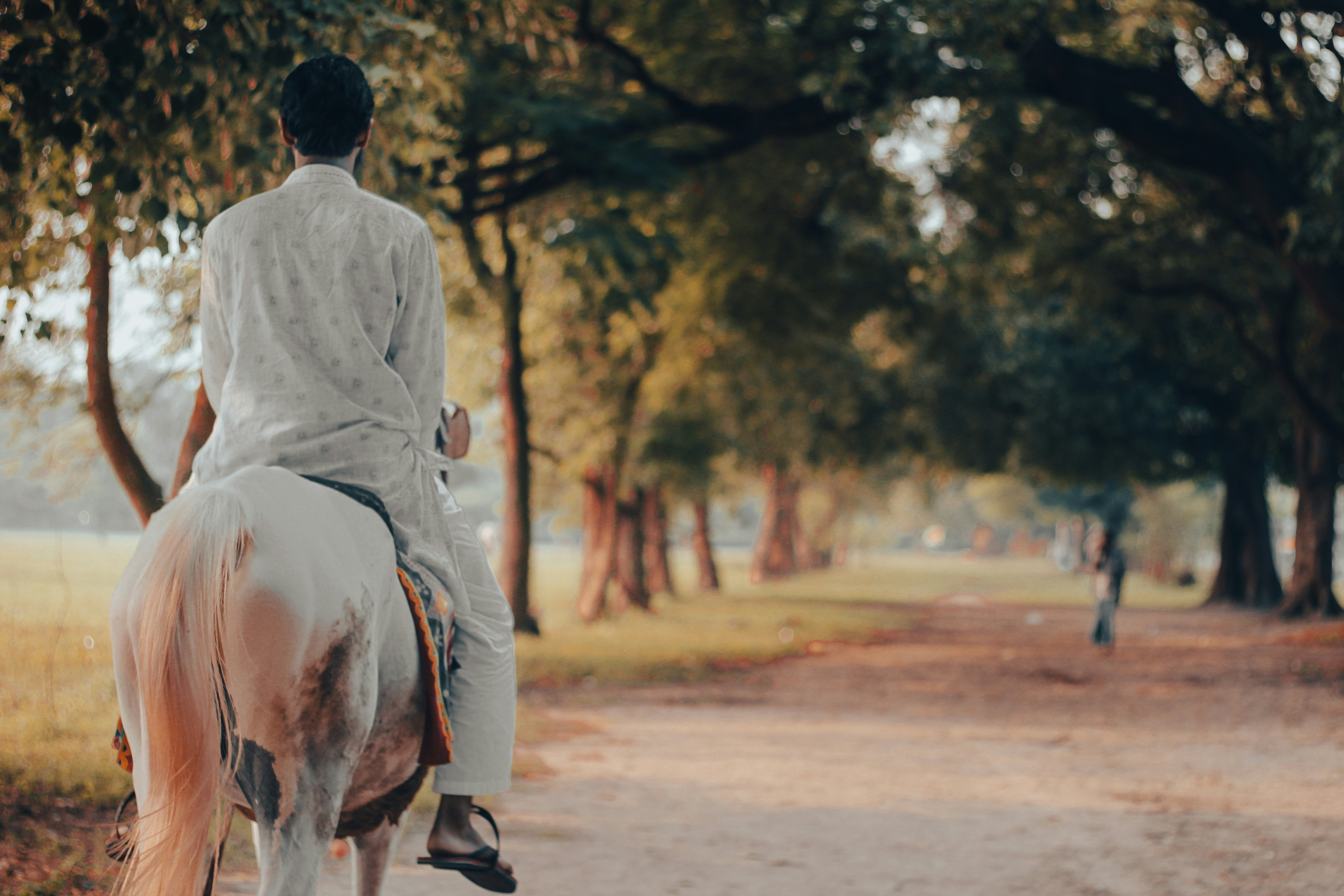 Pastoral Twilight Ride: A White Horse Beneath a Shaded Canopy