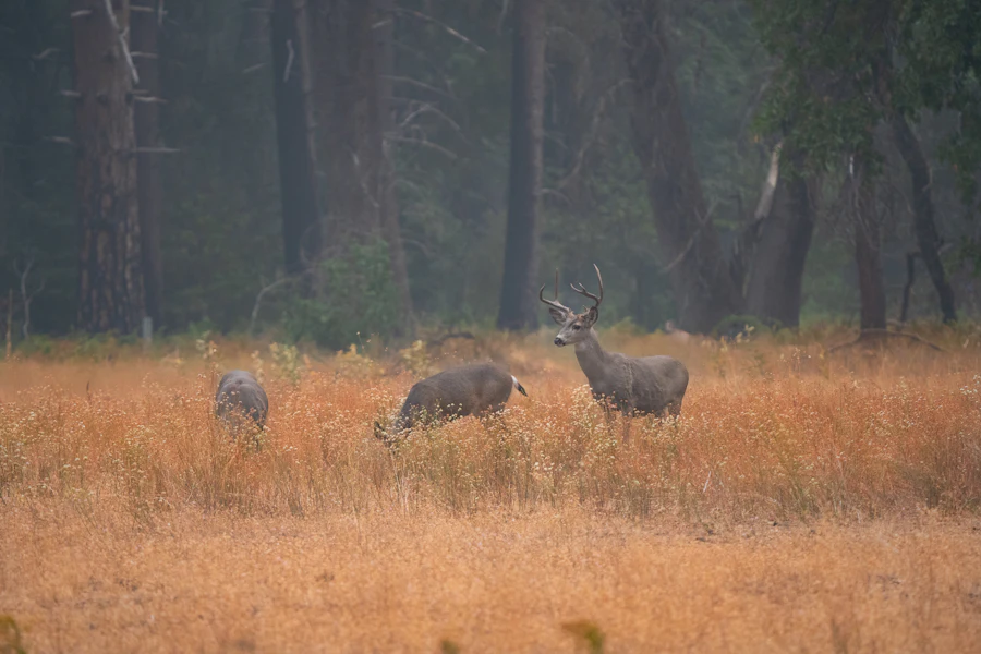 A buck with antlers stands in a field of tall orange grass while two deer graze nearby, with dark trees fading into a misty background.