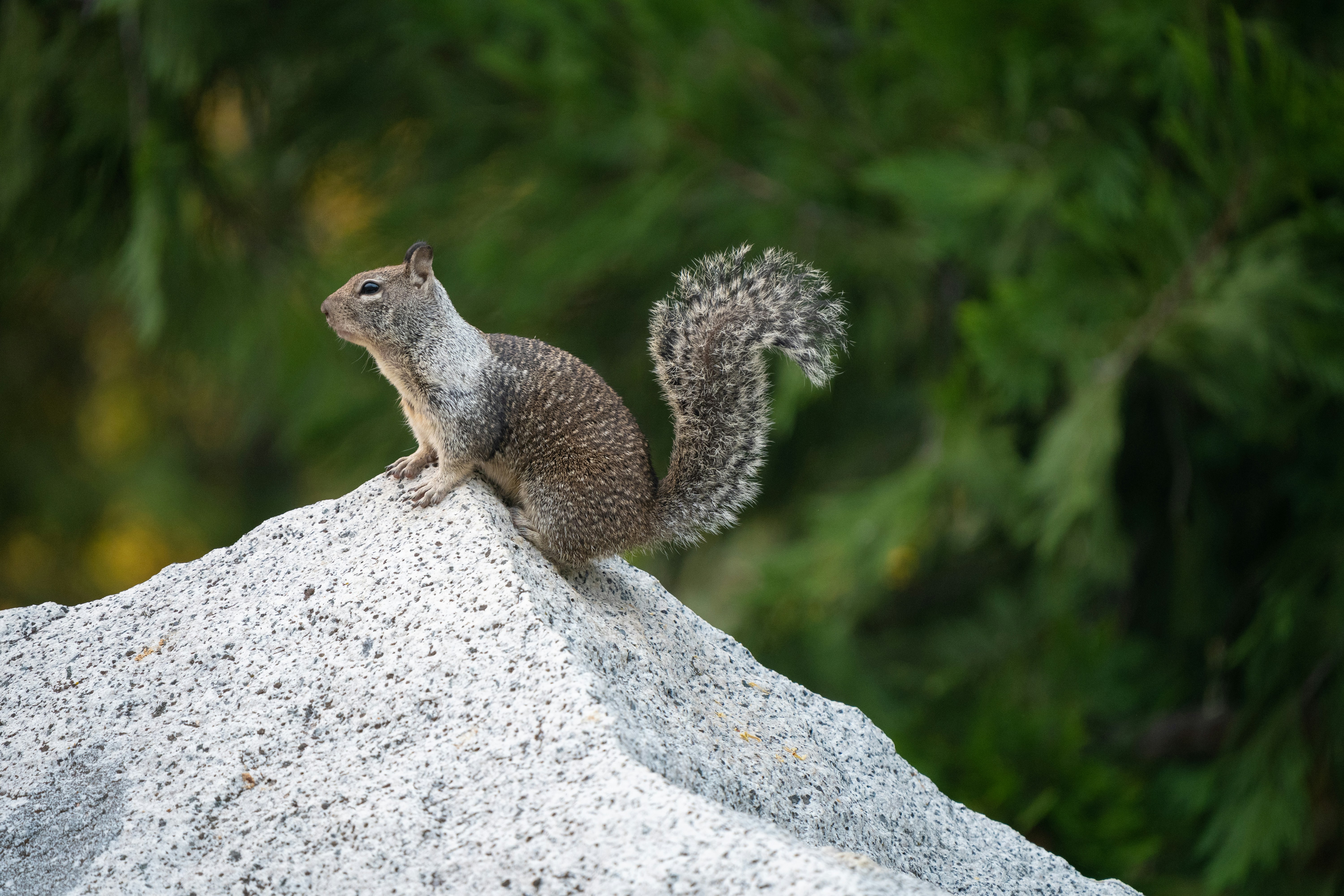 A squirrel perched on a rocky surface, surveying its surroundings amidst a lush green backdrop.