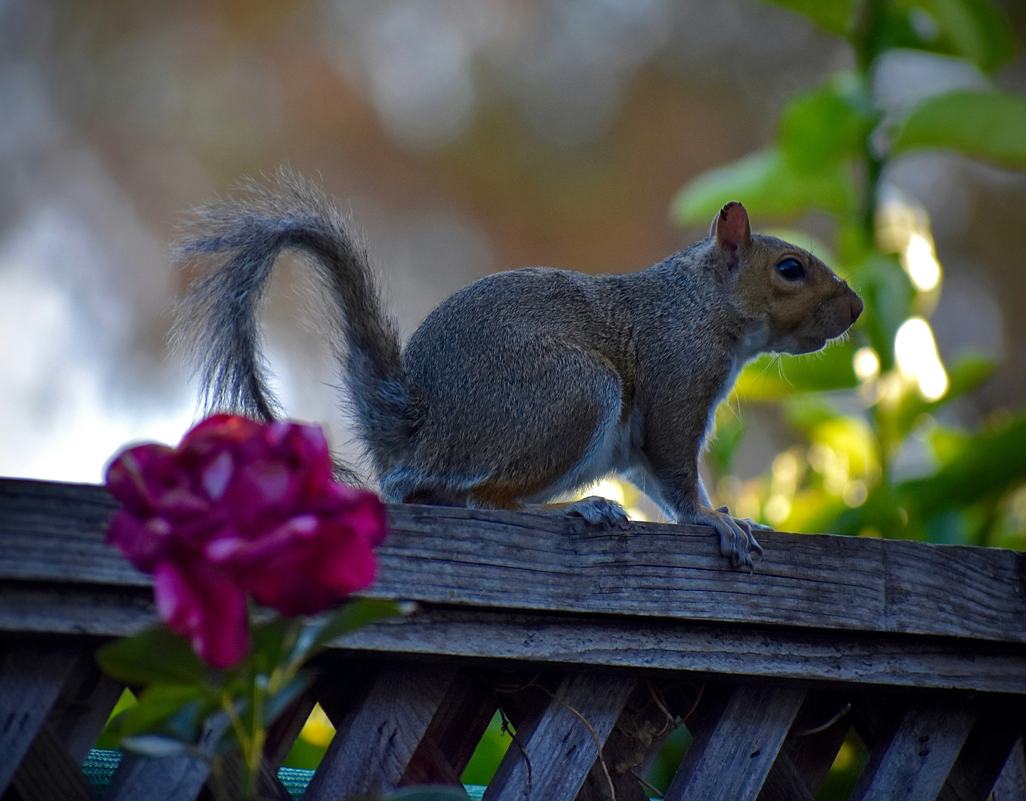Squirrel perched on a wooden fence, with a vibrant pink rose in the foreground, showcasing a serene garden scene.