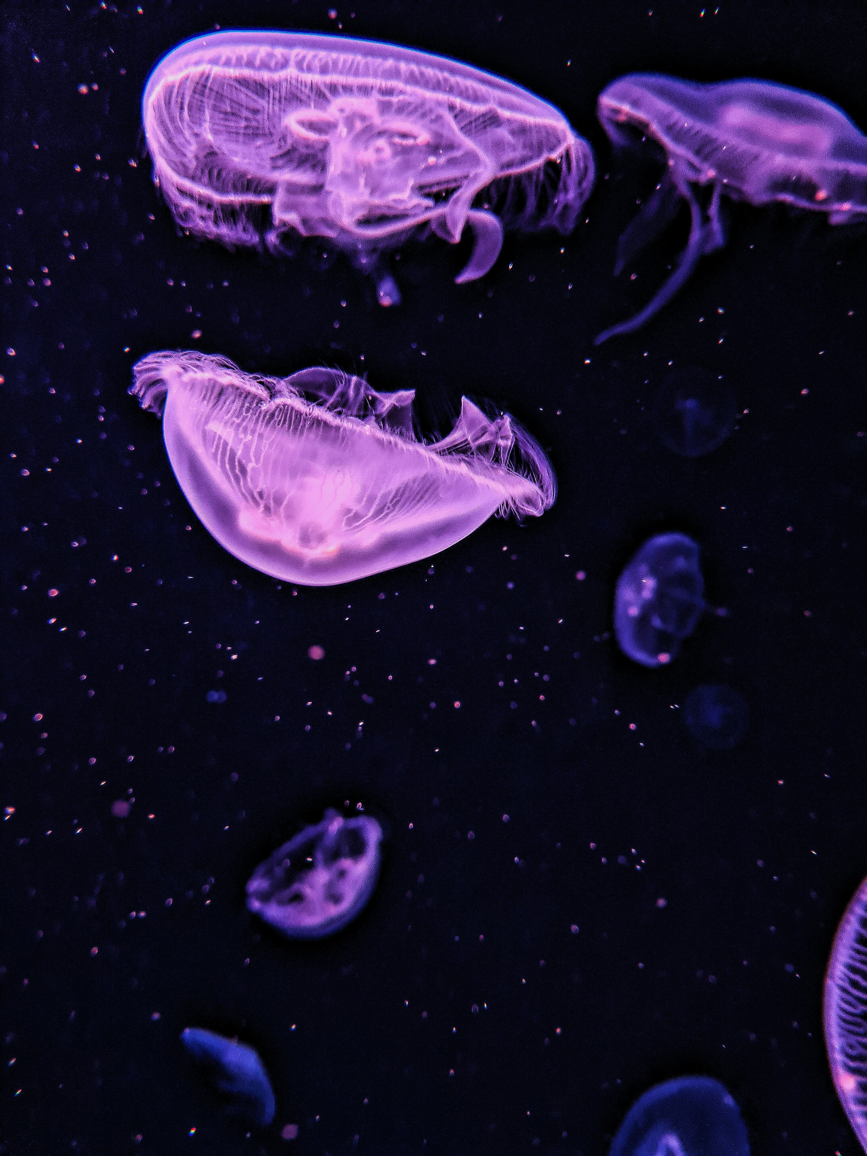 Violet Drift: Quiet Luminescence of Ocean Jellyfish