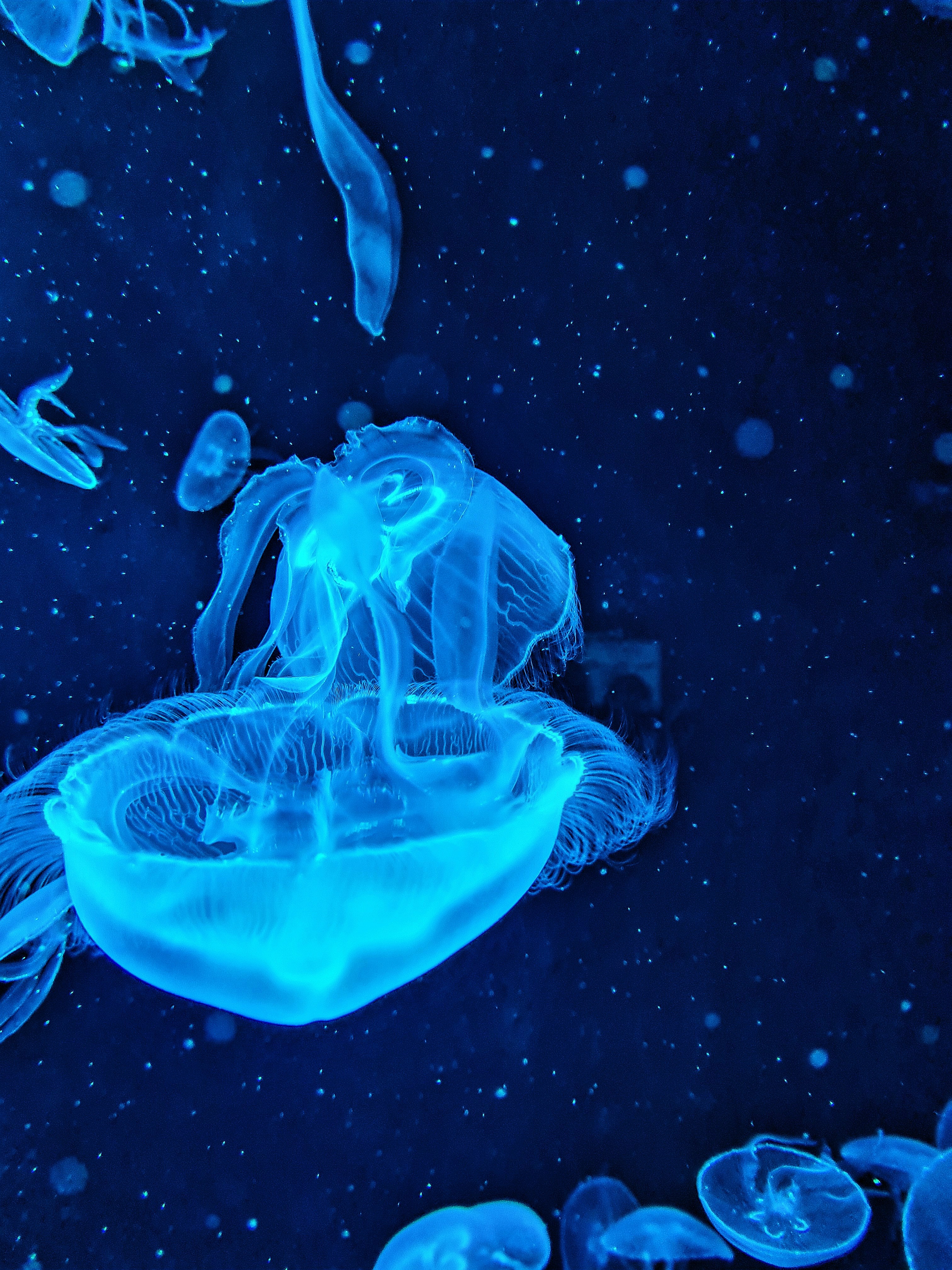 A glowing jellyfish gracefully pulsating in dark waters, surrounded by smaller jellyfish and particles. The ethereal blue light creates a mesmerizing underwater scene.
