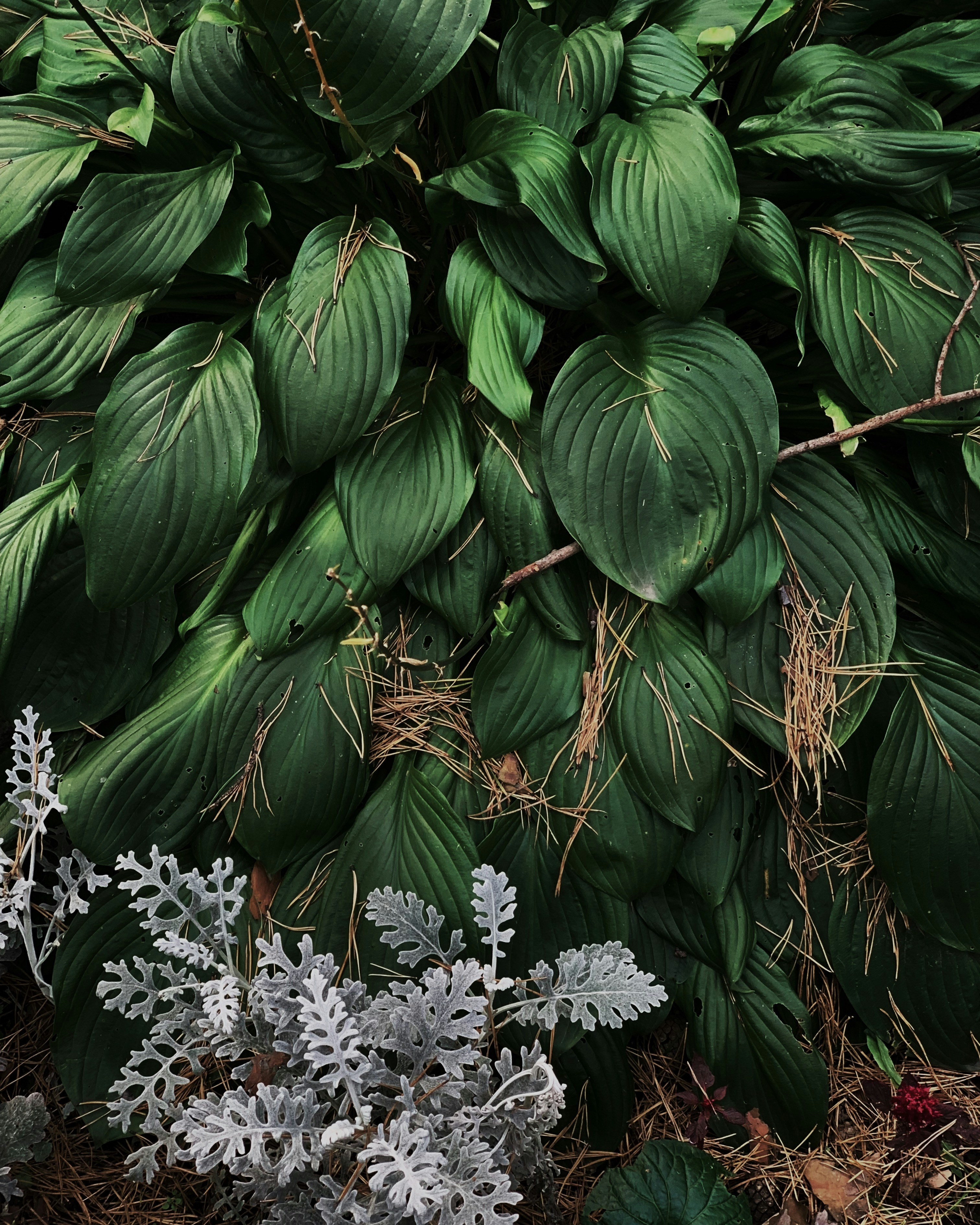 Emerald Cloak and Silver Edge: Textures in a Shaded Garden