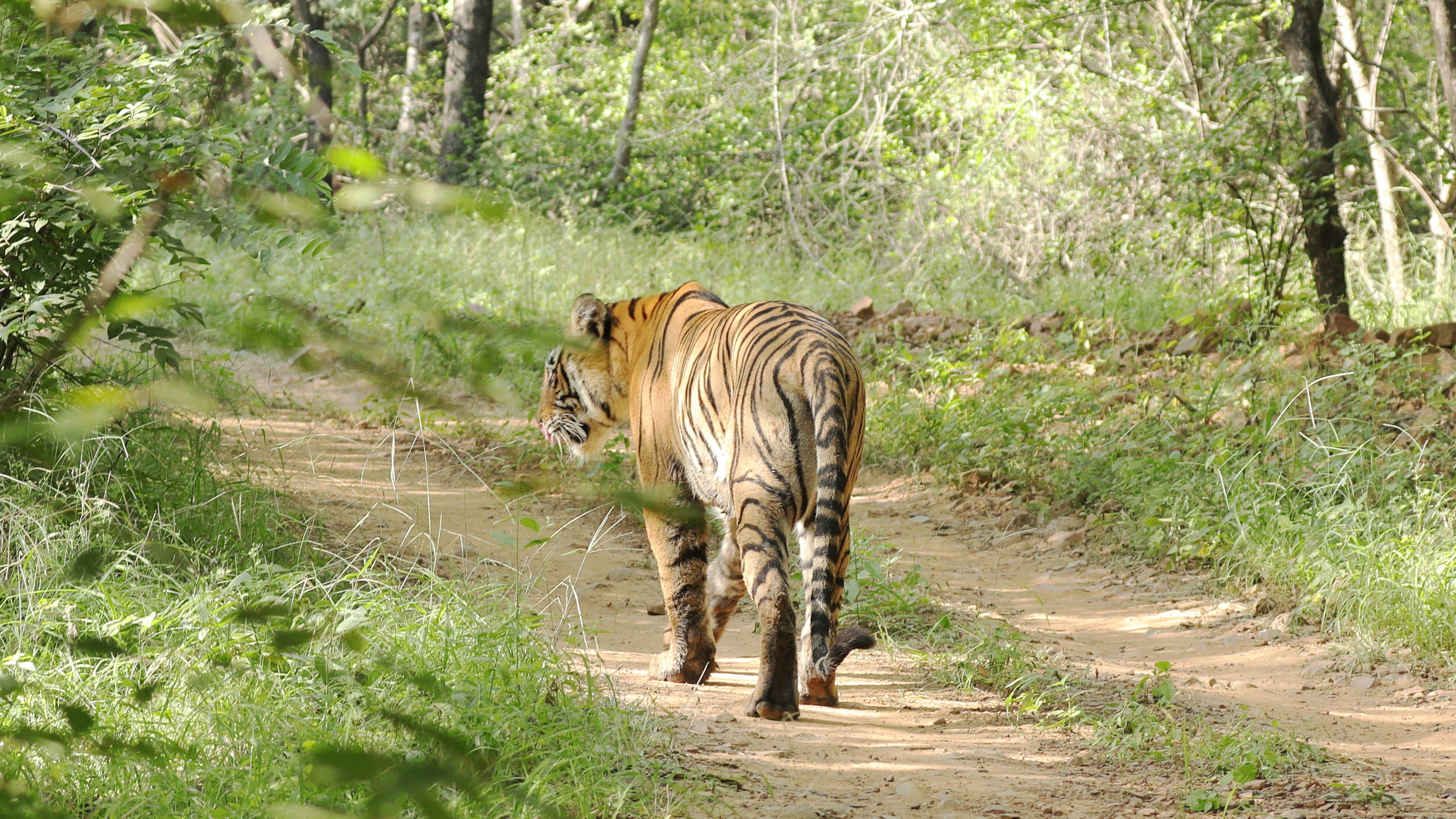 A tiger walking down a dirt road in the woods photo – Free Ranthambore ...