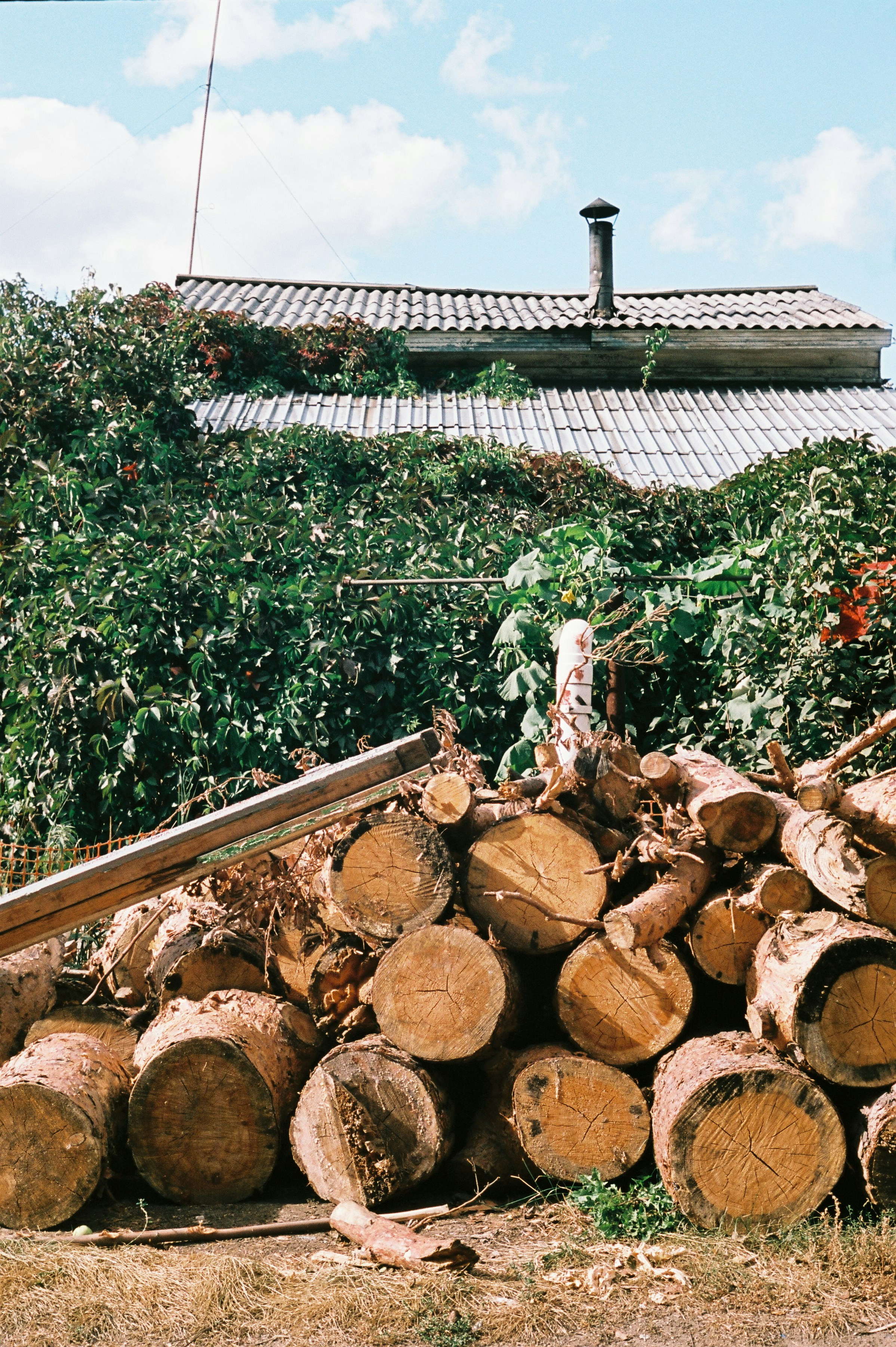 Sunlit Log Stack Under a Tile Roof with Ivy