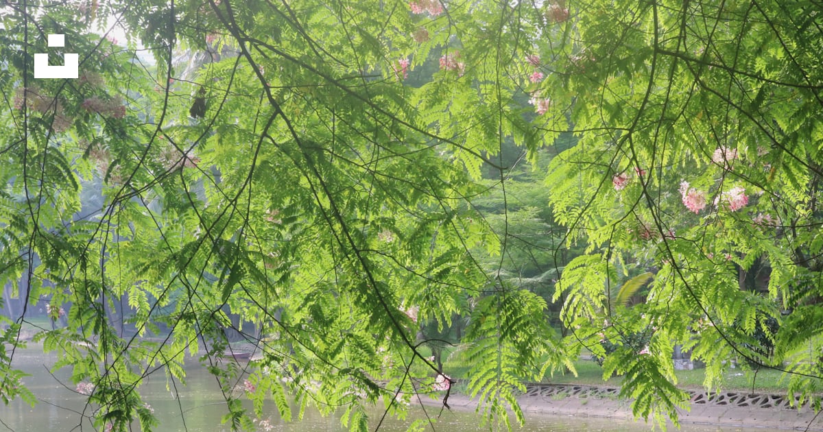 緑の木々に囲まれた水域の写真 Unsplashの森の無料画像