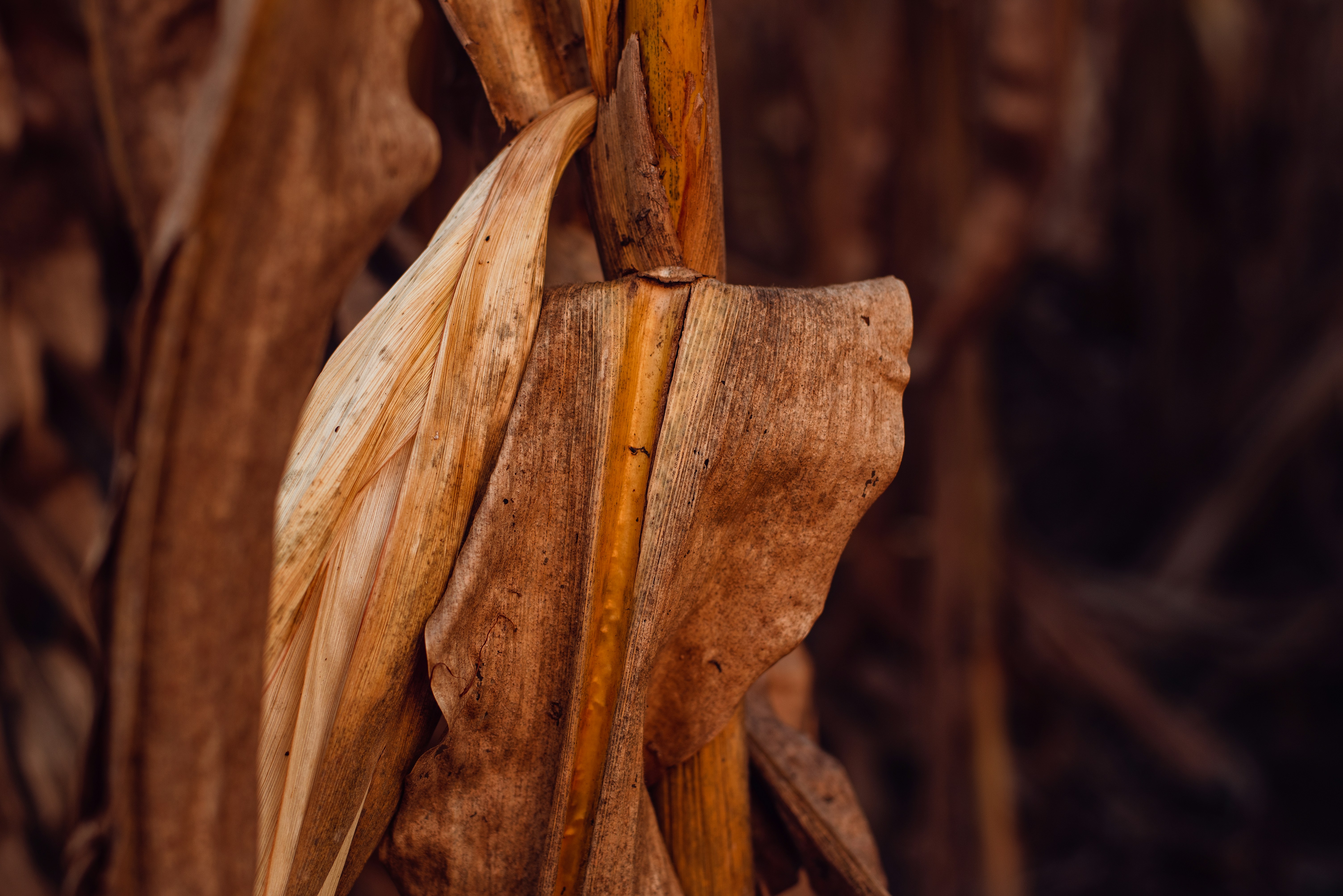 A close up of a stalk of corn photo – Free After harvest Image on Unsplash