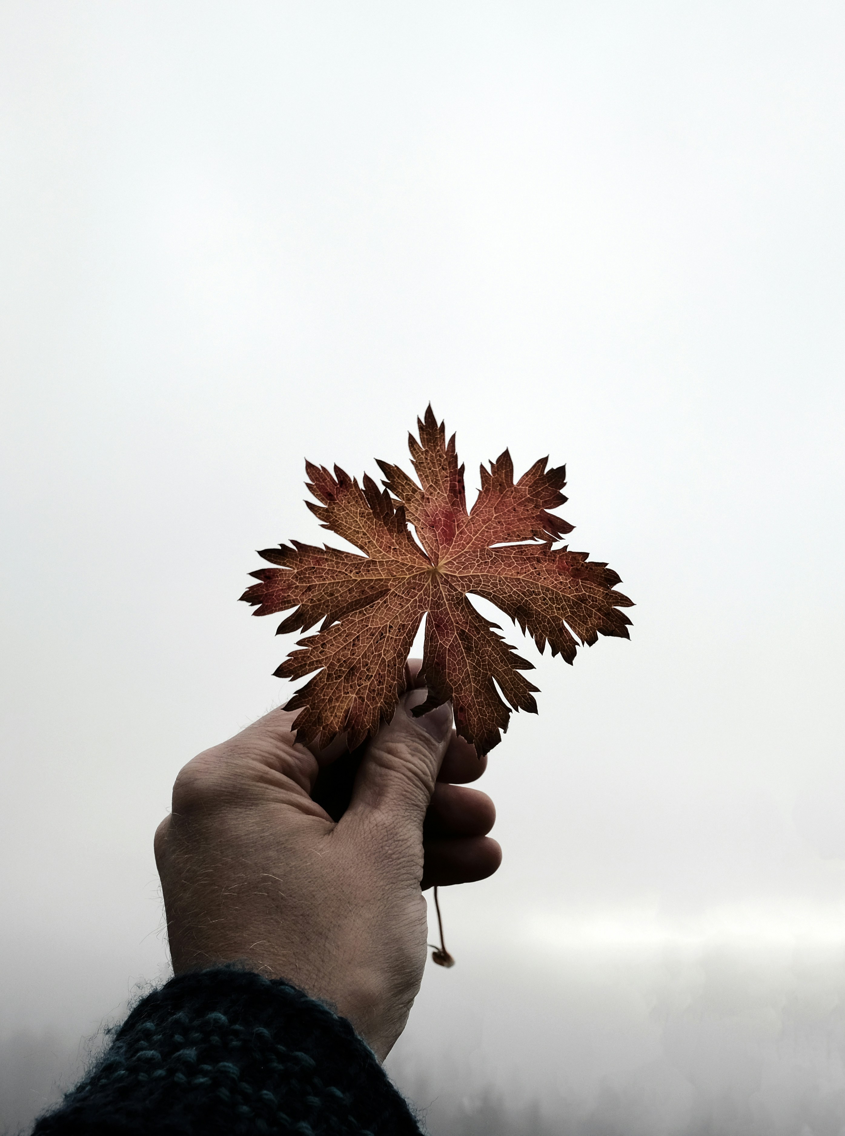 A solitary maple leaf held aloft against a luminous, featureless sky