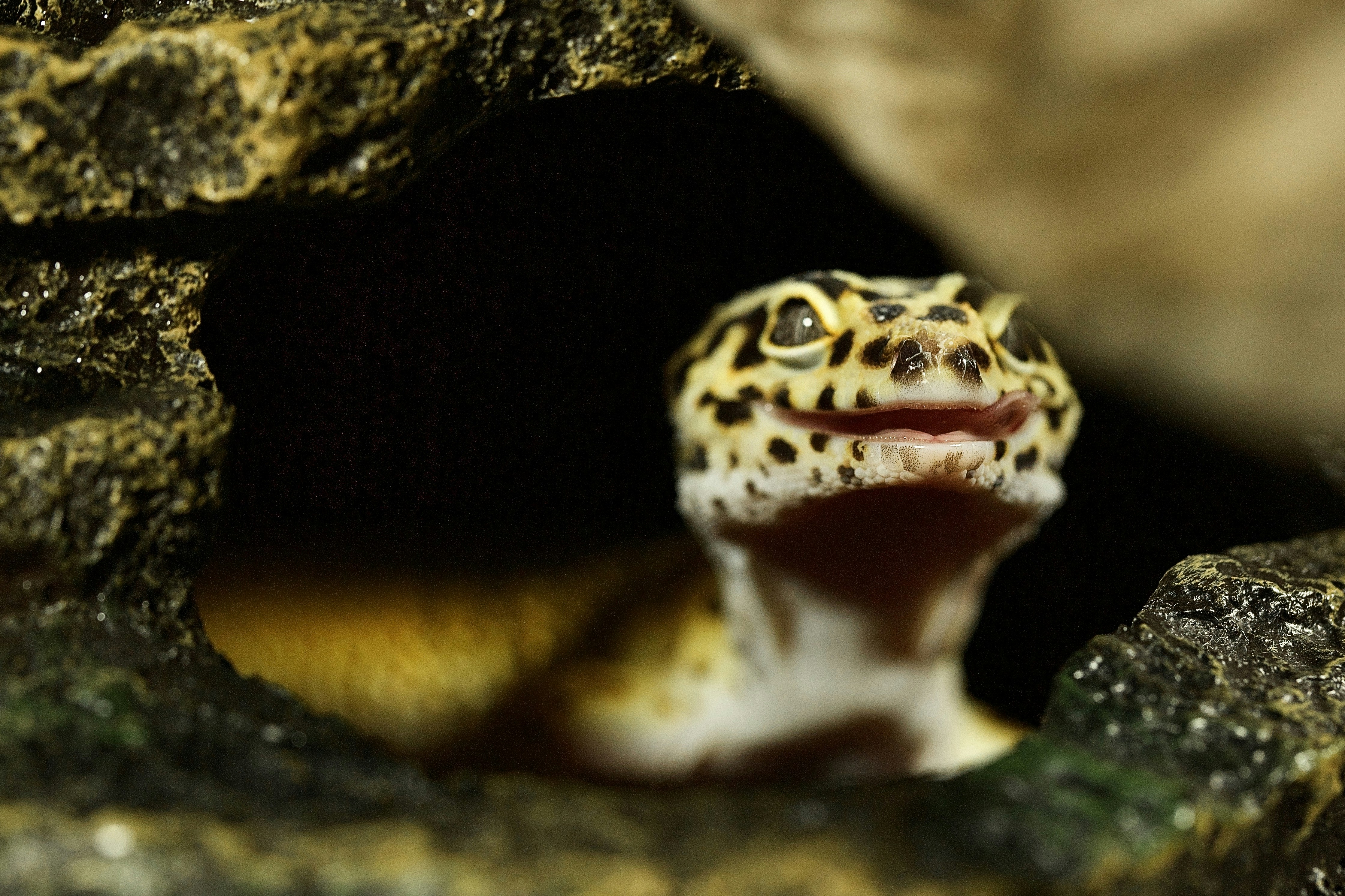 Leopard gecko peeking from a rocky crevice, showcasing its unique patterns and curious expression.